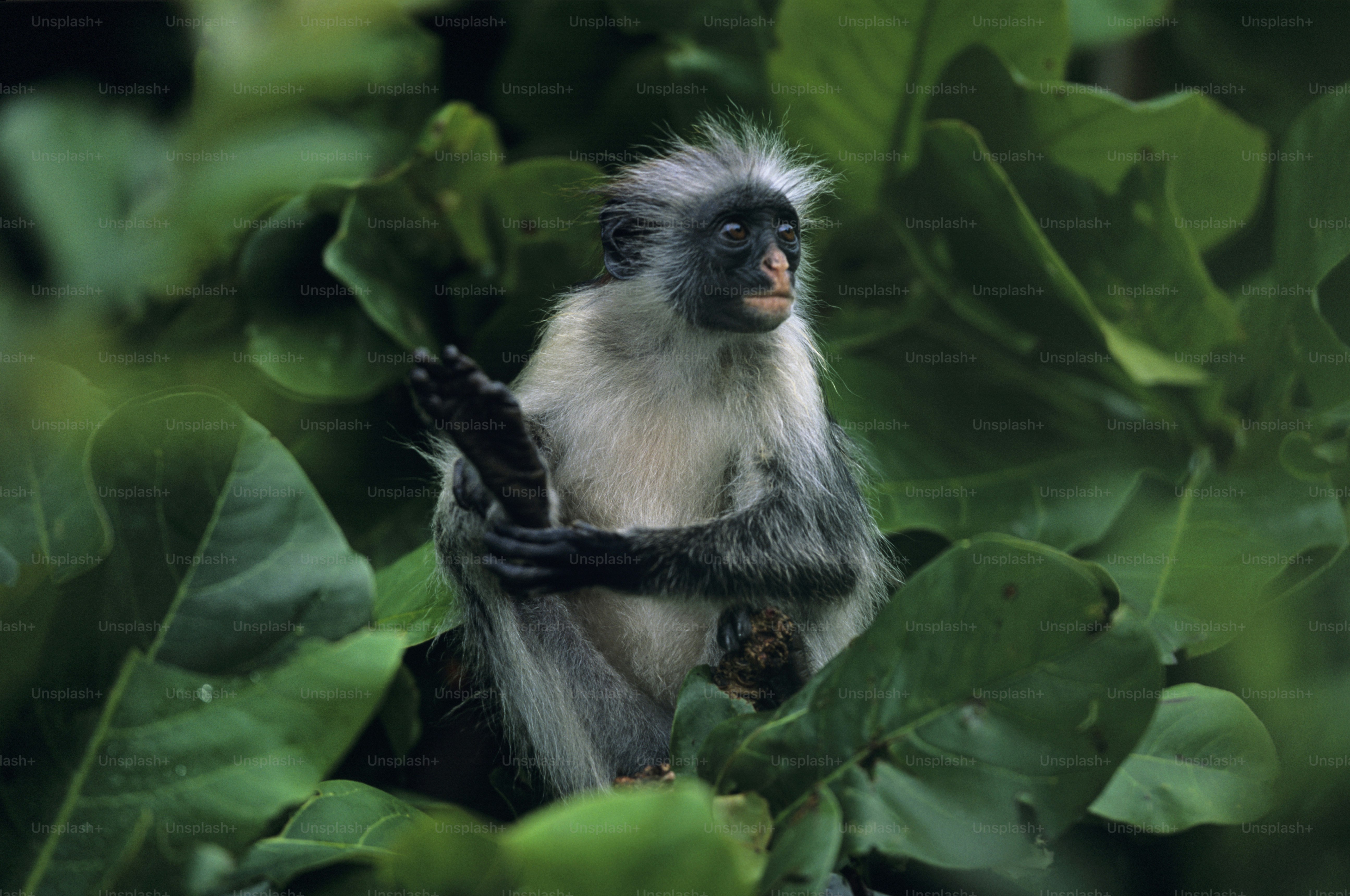 Singe Colobe Photos | Télécharger des images gratuites sur Unsplash