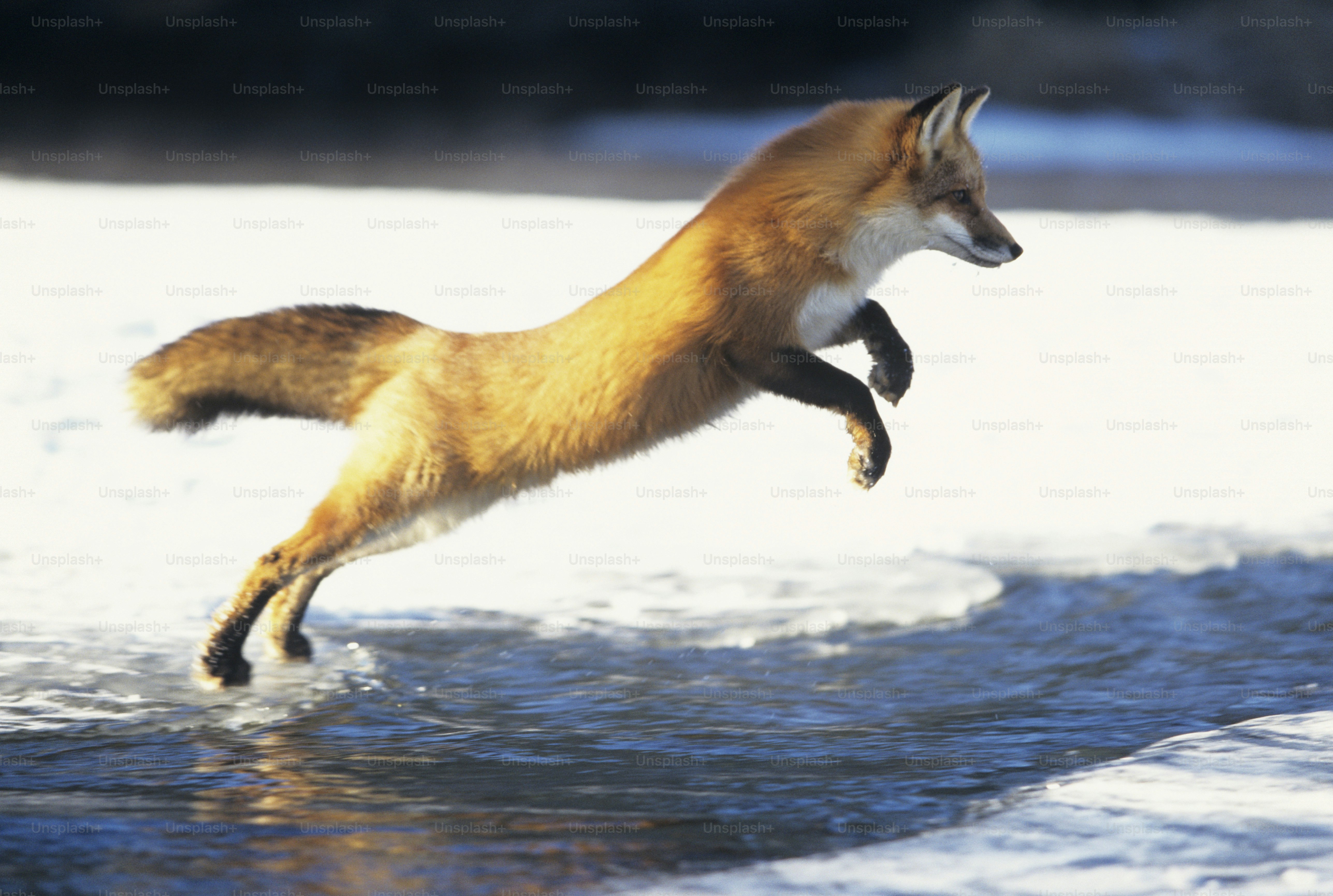 A red fox jumps into the water to catch a fish photo – No people Image ...