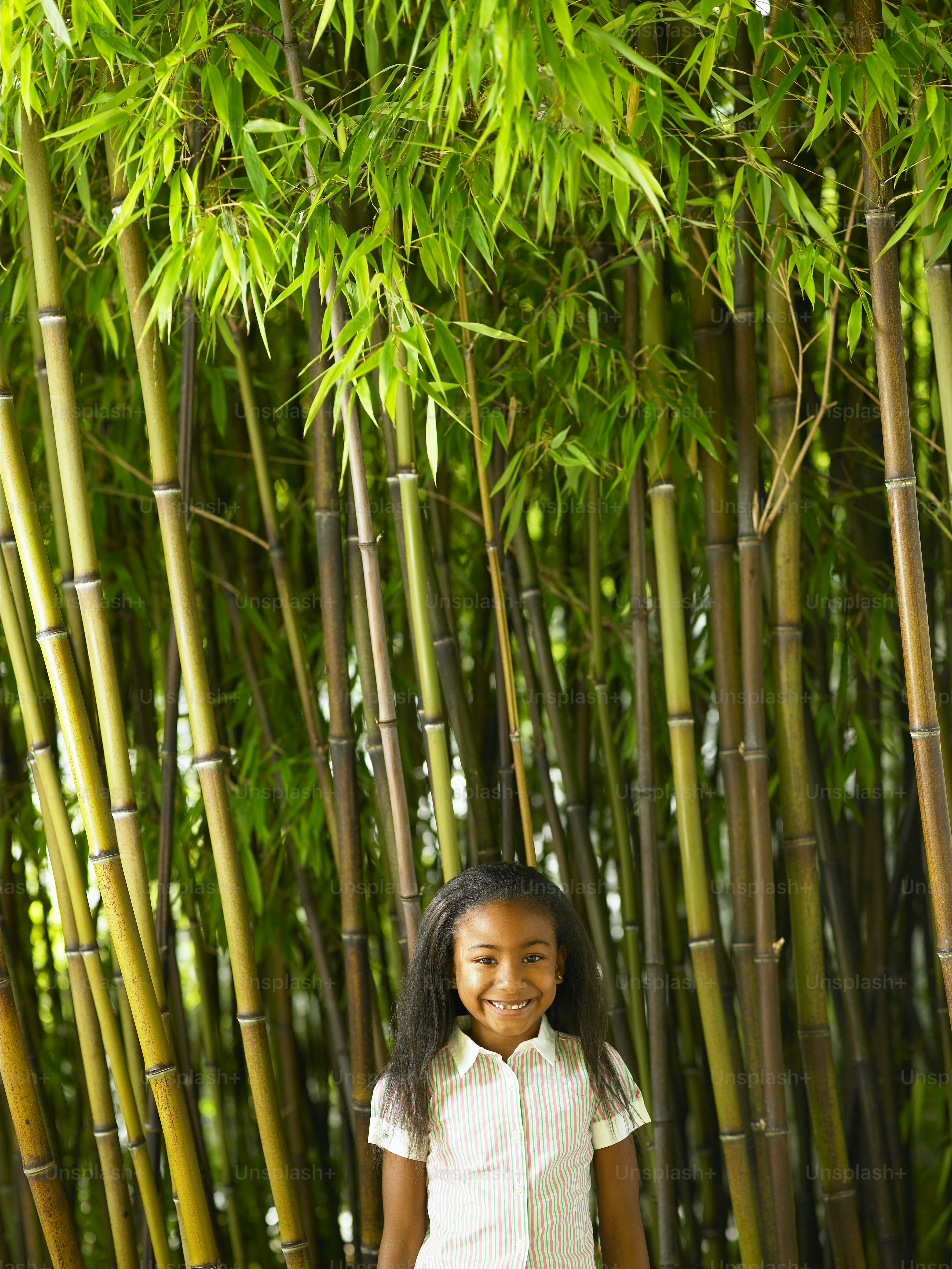 Foto Bambú negro (Phyllostachys nigra), Seattle, Washington, EE.UU ...