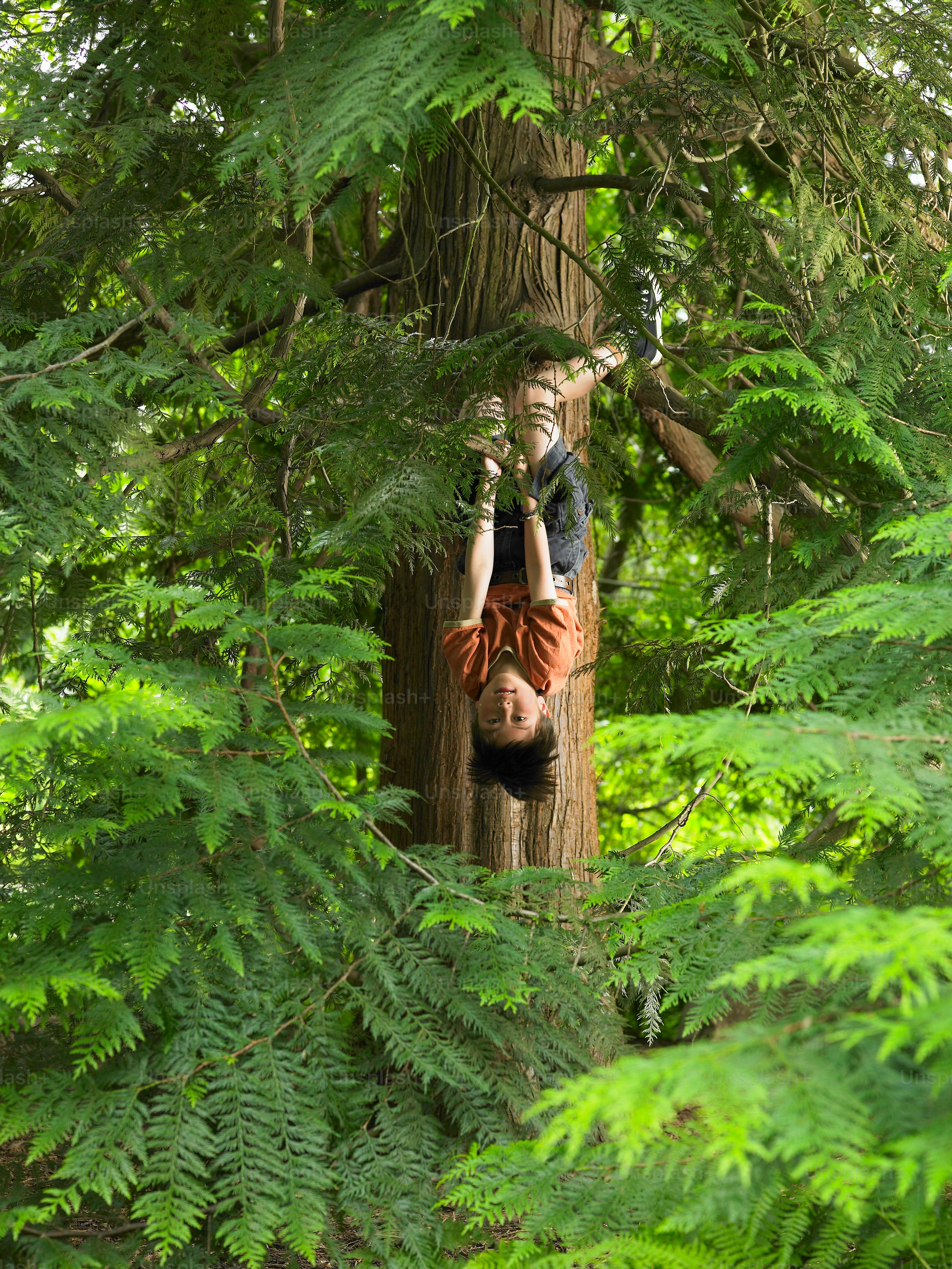 A man hanging upside down from a tree in a forest photo – Upside down ...