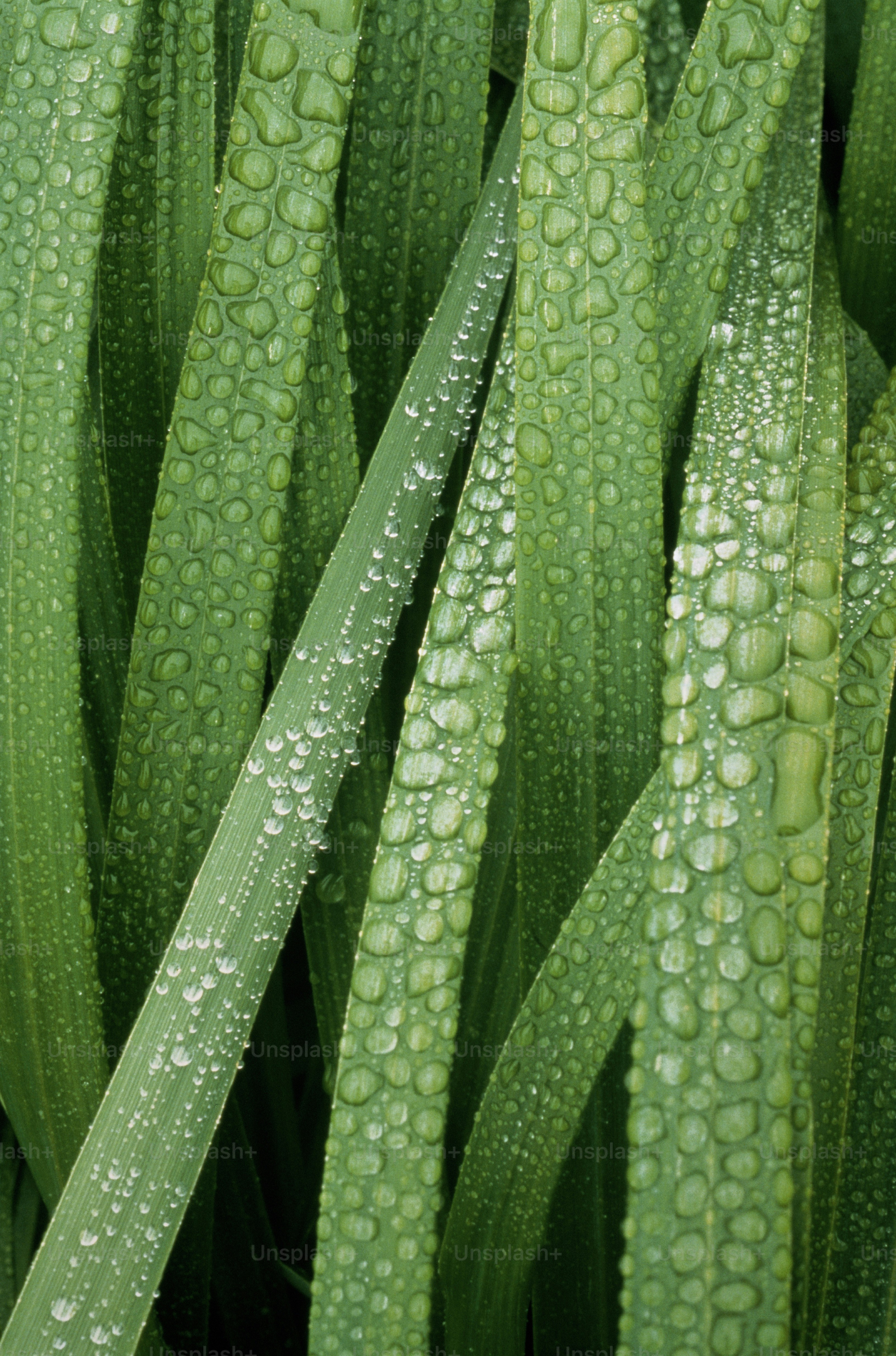 Dew Drops Pictures | Download Free Images on Unsplash