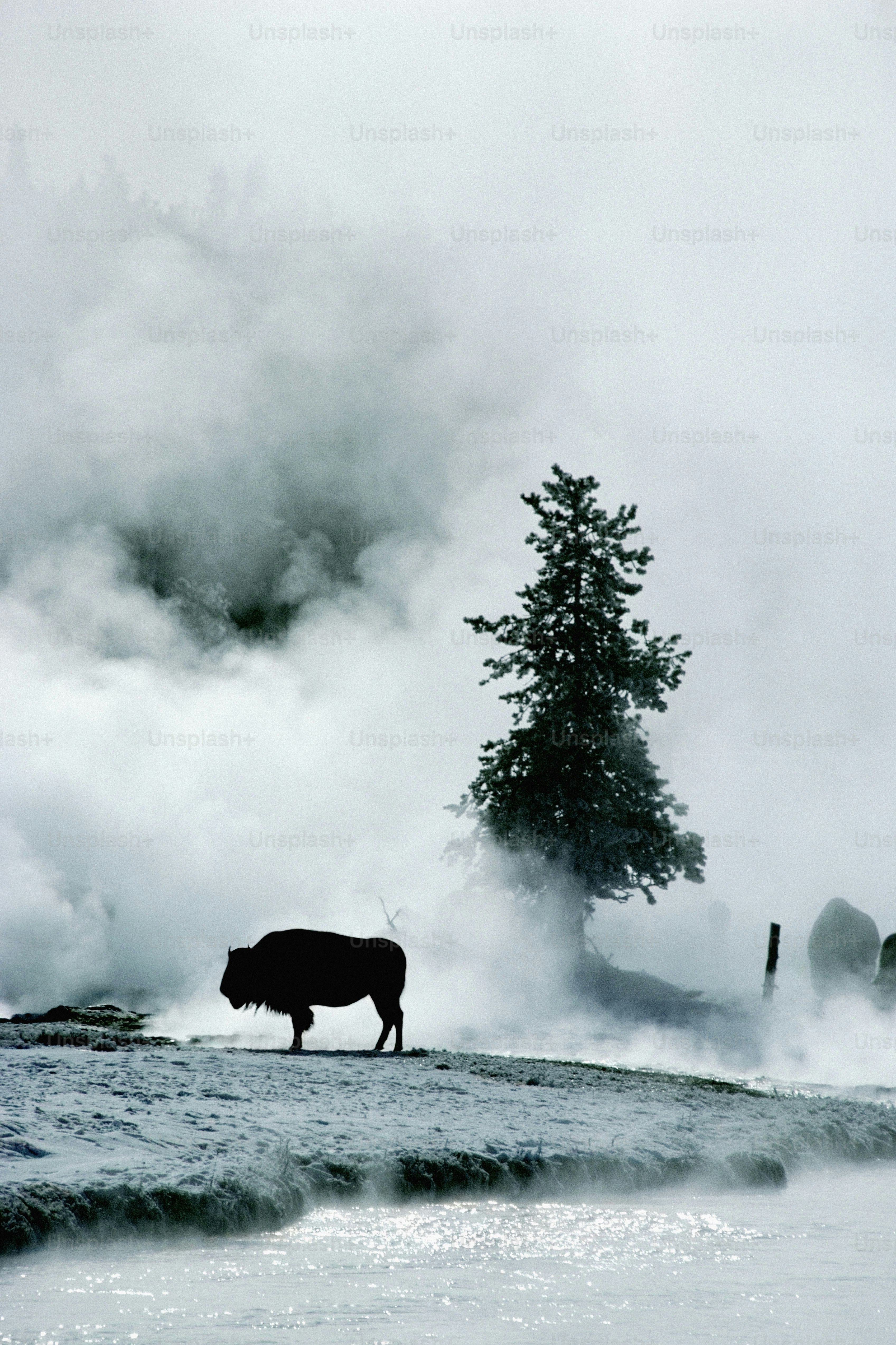 A cow standing in the middle of a body of water photo – Yellowstone ...