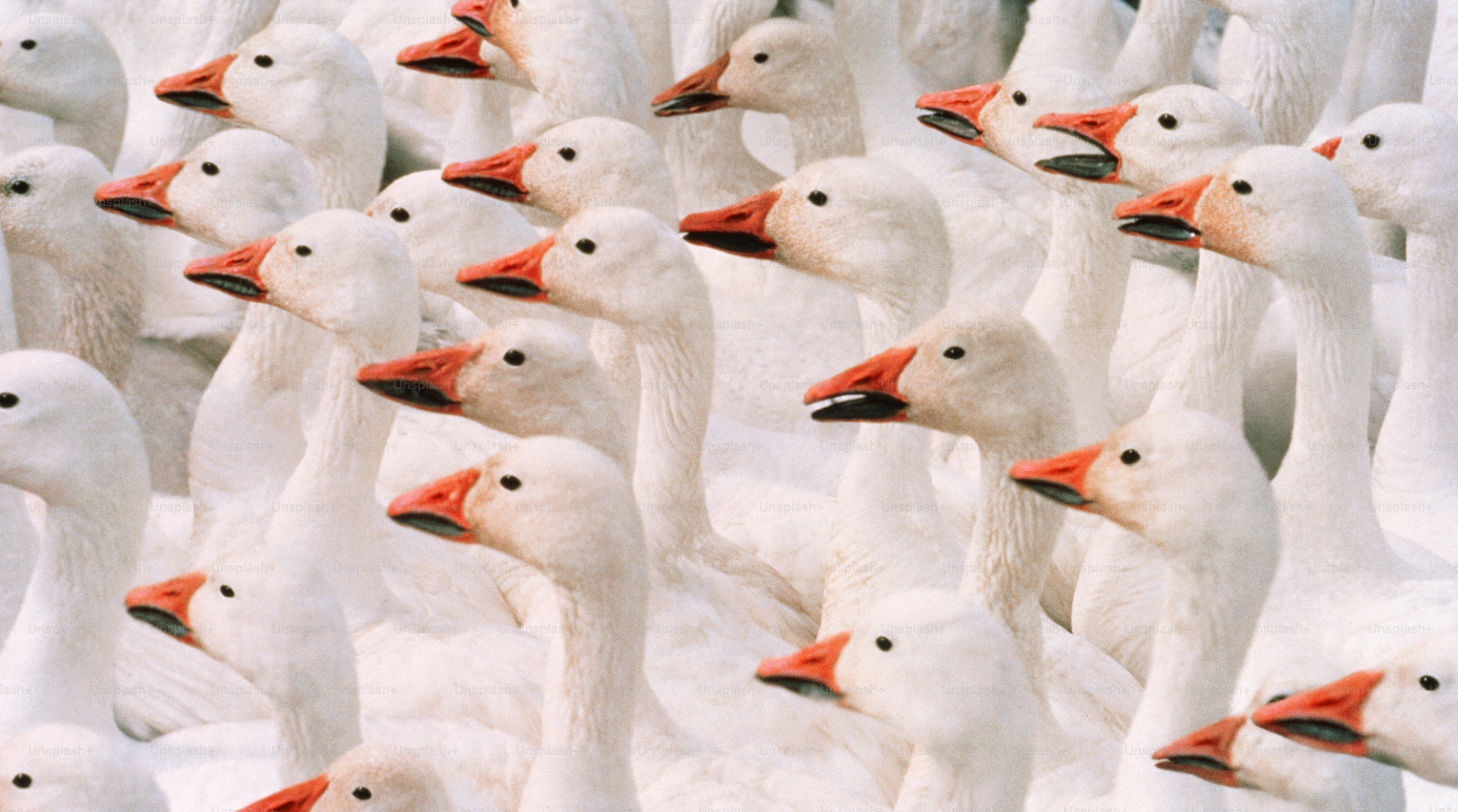 Native to North America, nesting and breeding in large colonies in ...