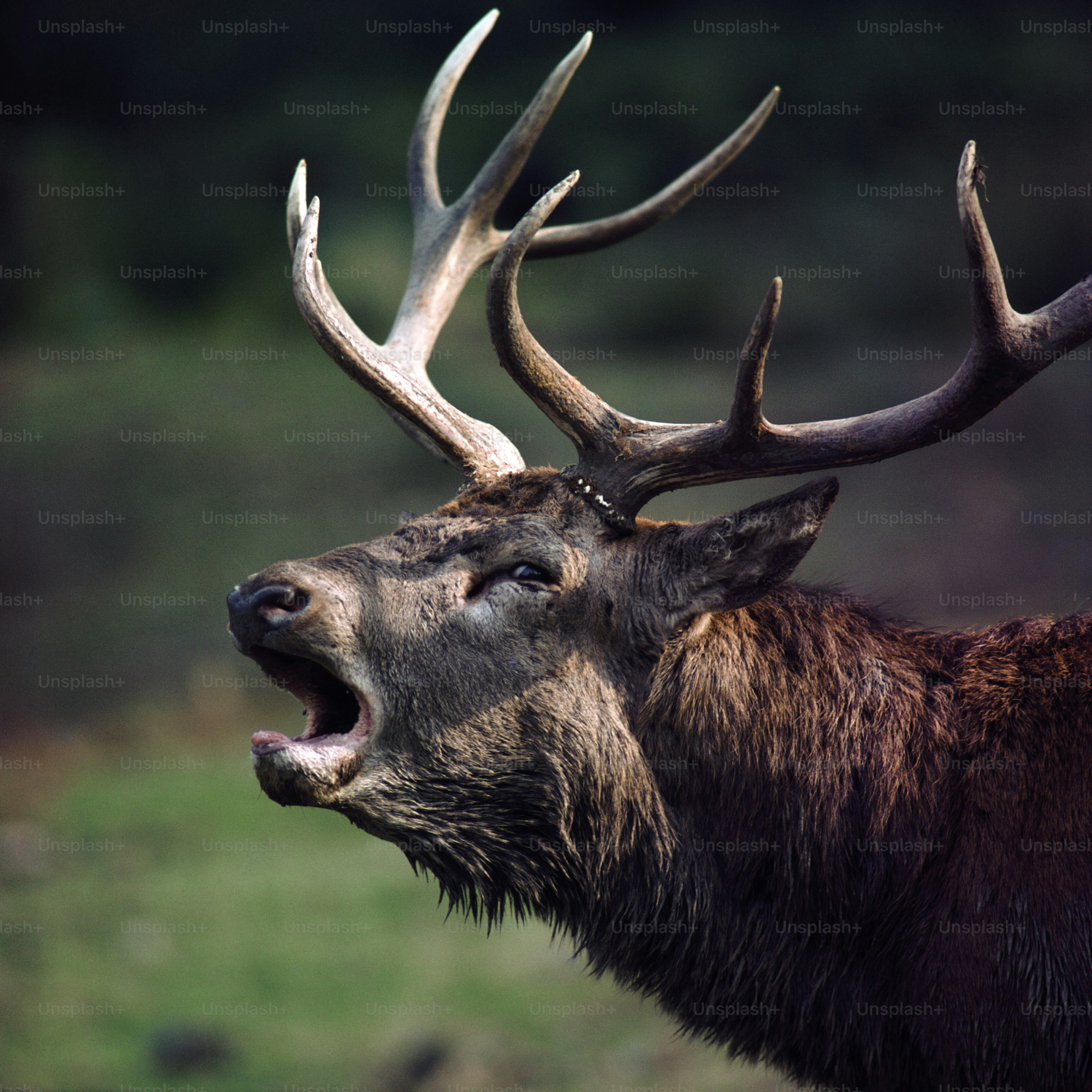 A close up of a deer with its mouth open photo – Reindeer Image on Unsplash