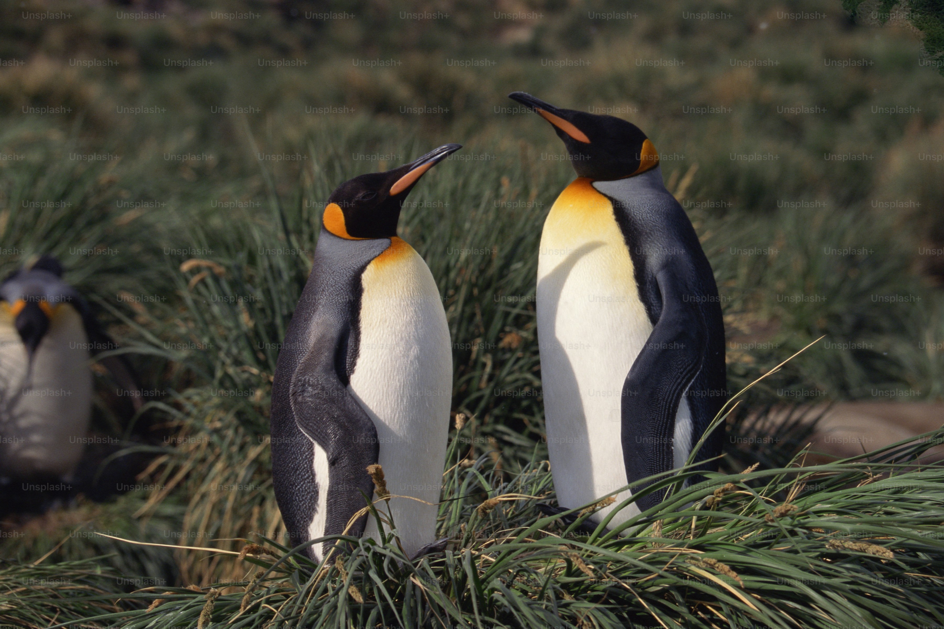 A couple of penguins standing next to each other photo – Emperor ...