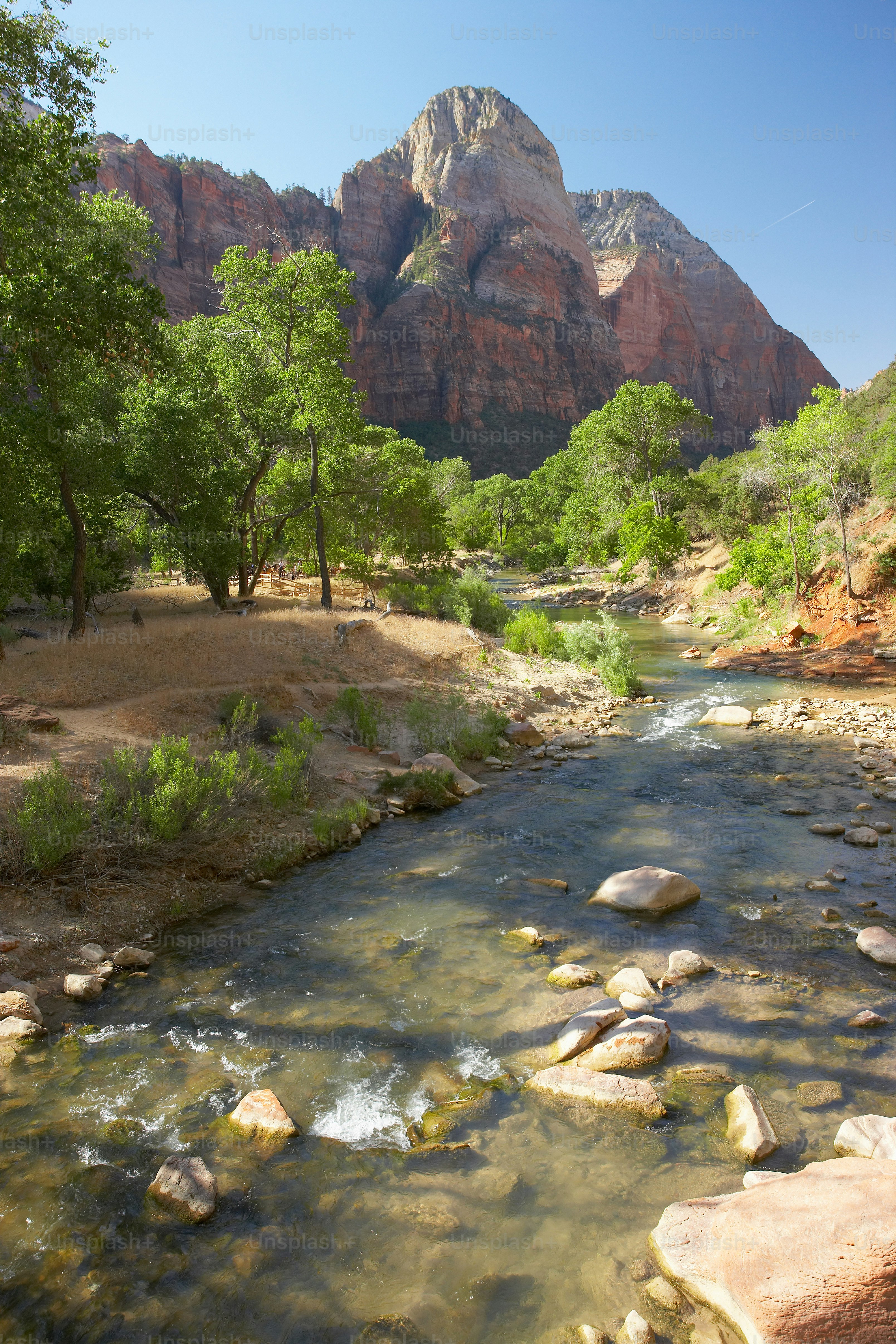 Ein Fluss, der durch einen üppigen grünen Wald fließt Foto – Bild zum ...