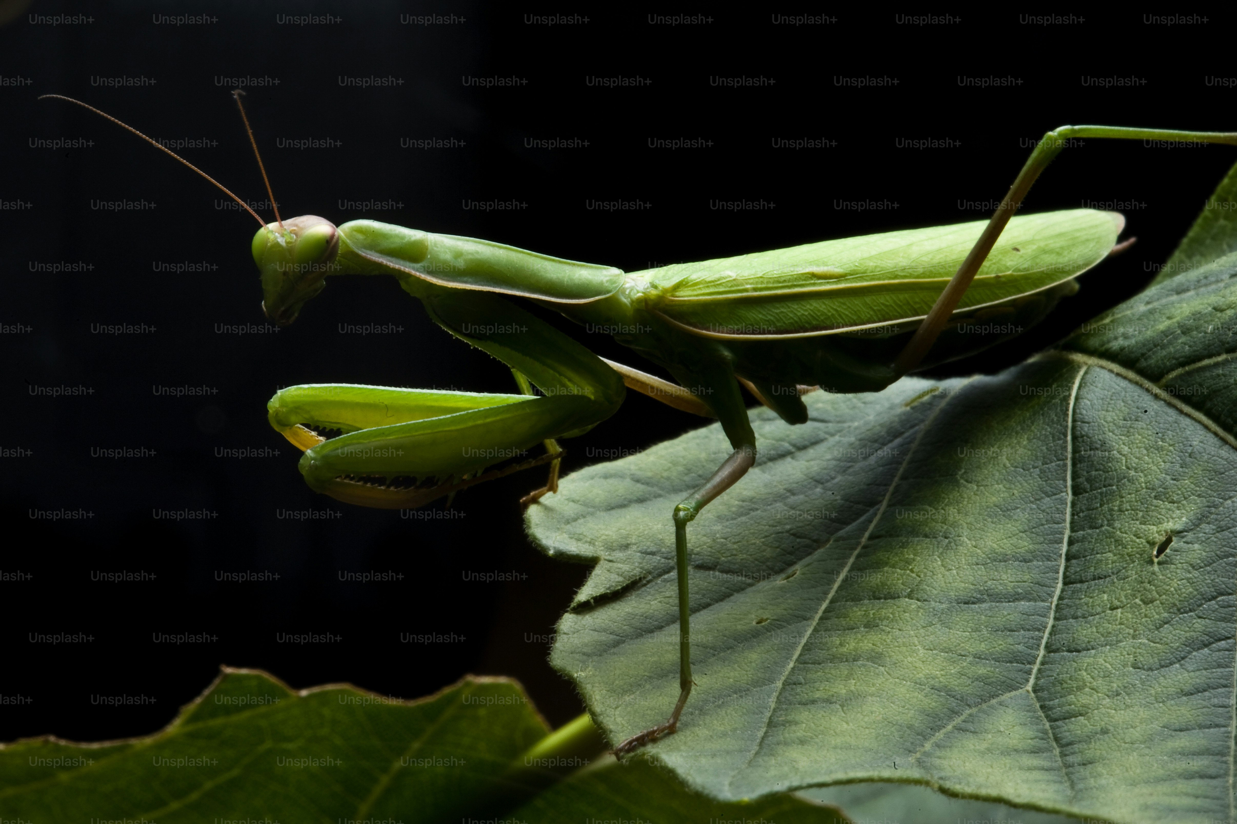 A close up of a praying mantisbee on a leaf photo – Mantis Image on ...