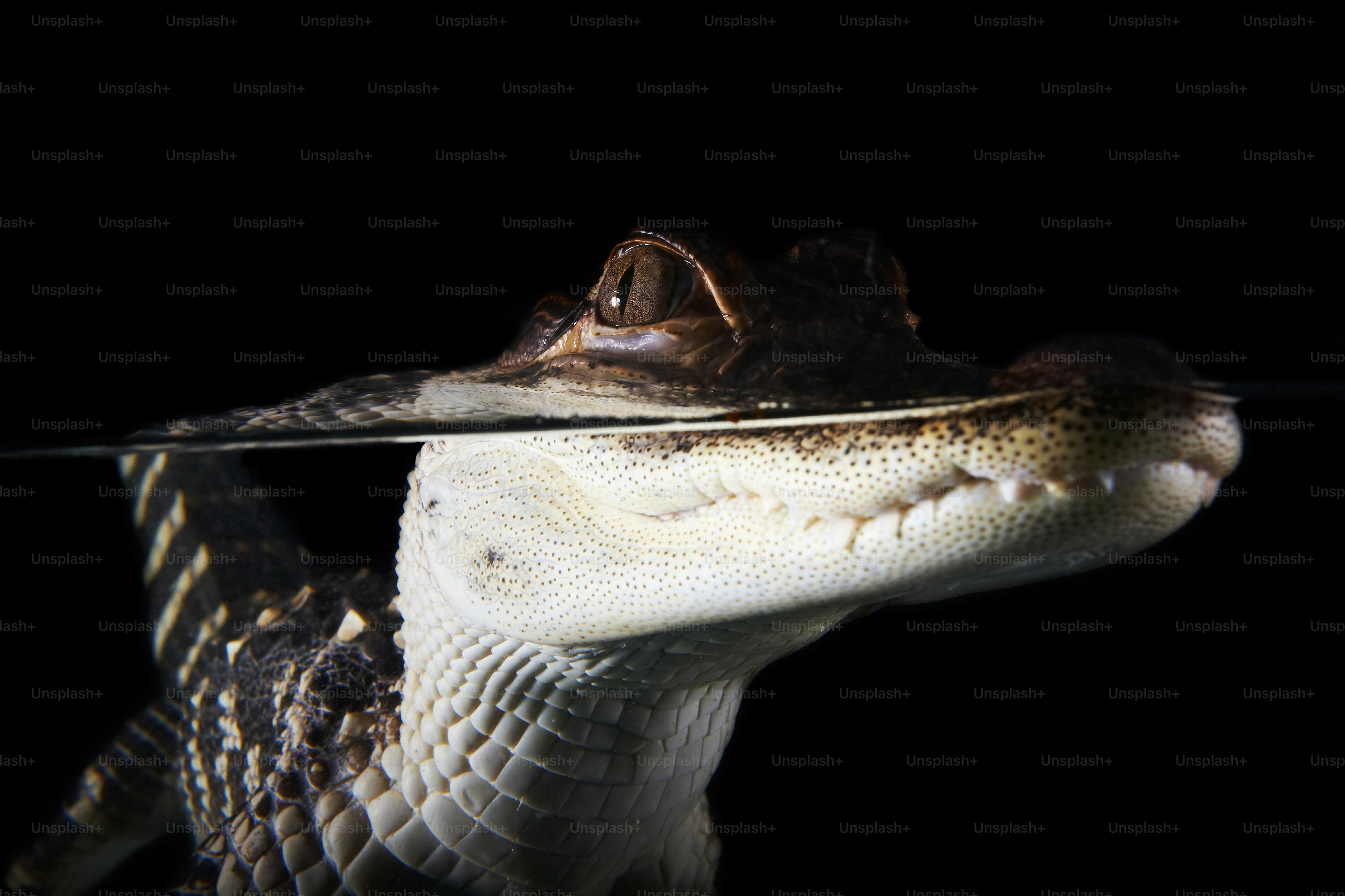 100+ Alligator Pictures | Download Free Images on Unsplash