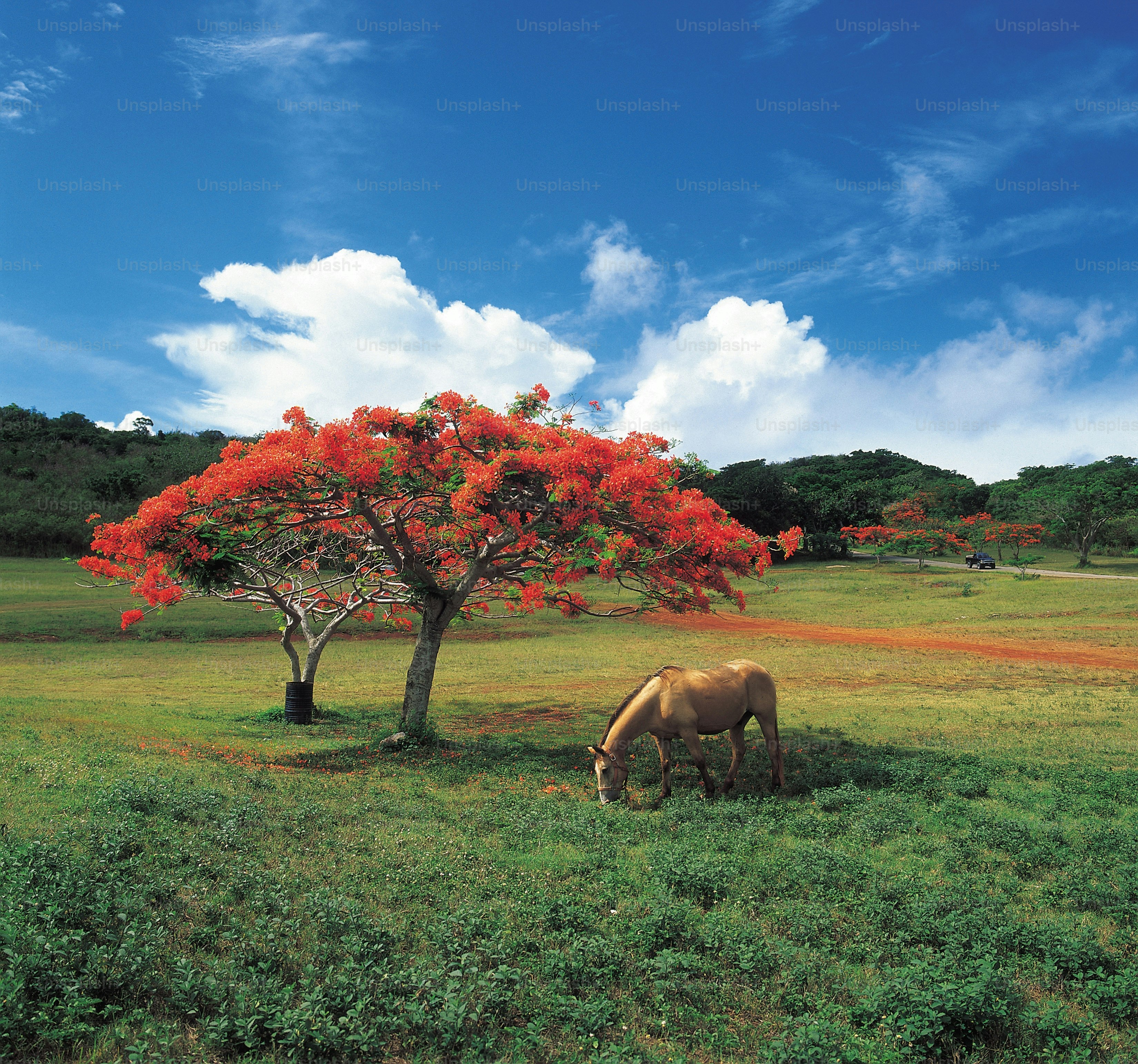 Un cheval broutant sous un arbre dans un champ photo – En plein air Photo sur Unsplash