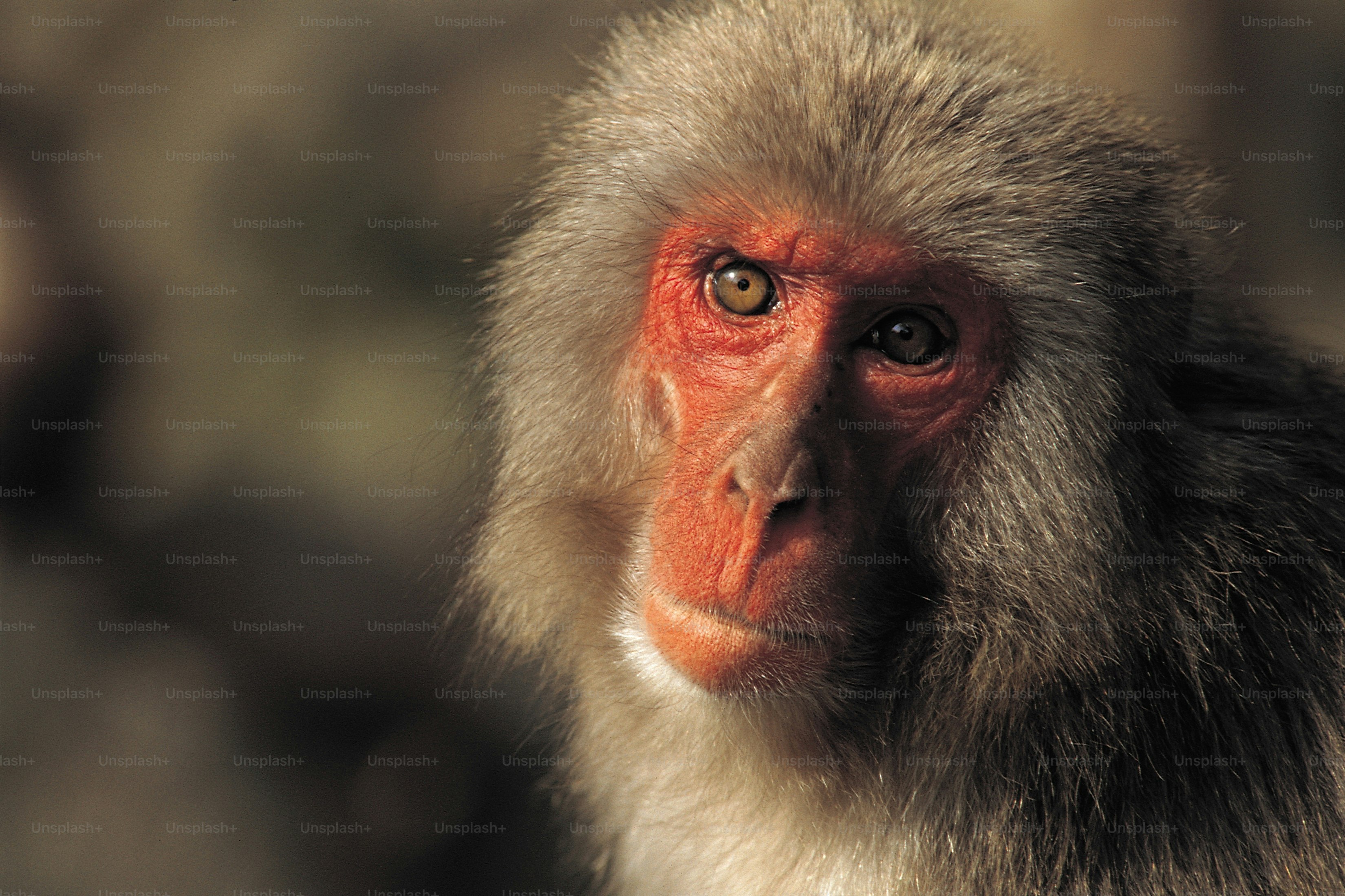 A close up of a monkey with a blurry background photo – Monkey face ...