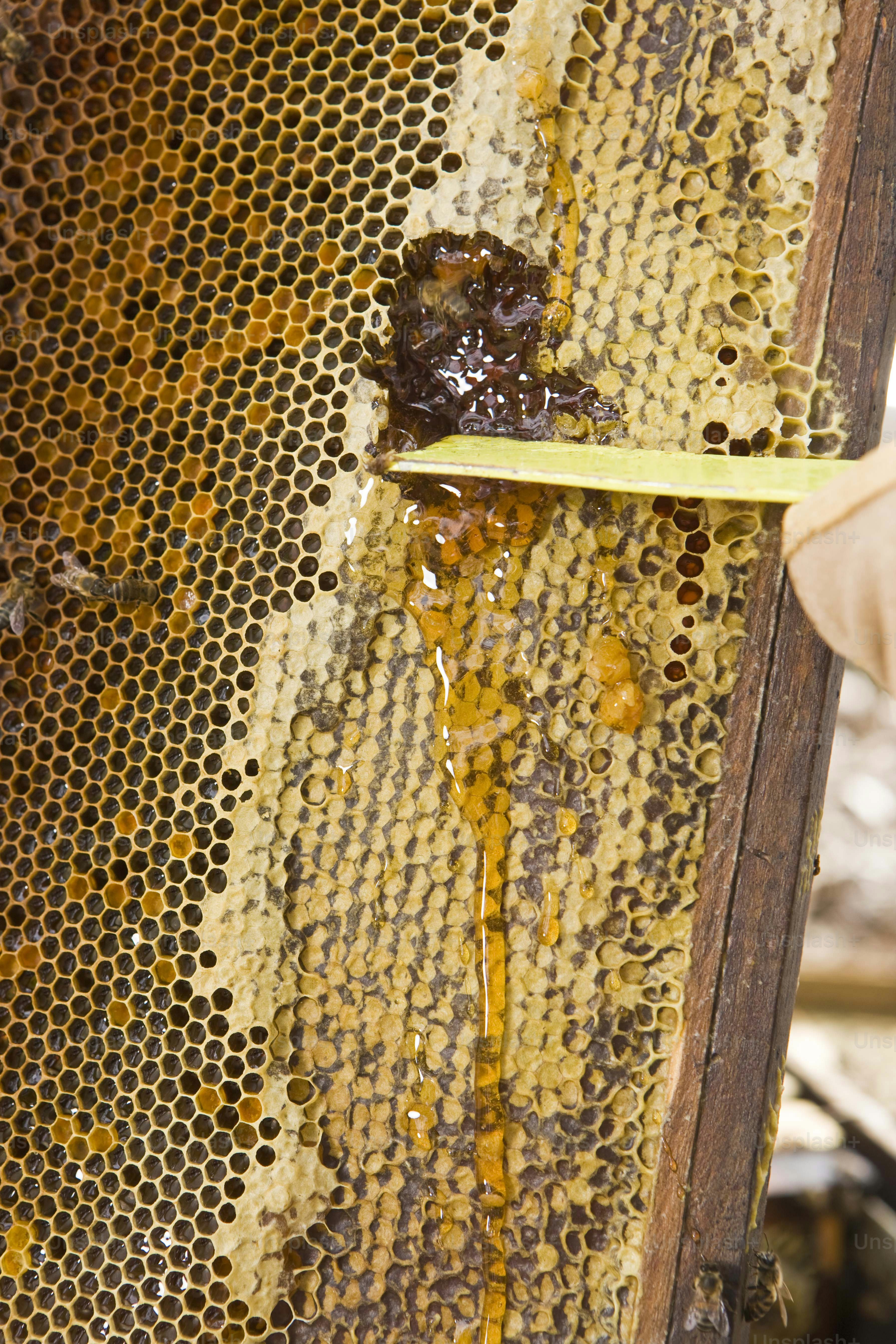 Foto Una colmena con un trozo de miel – Colmena Imagen en Unsplash