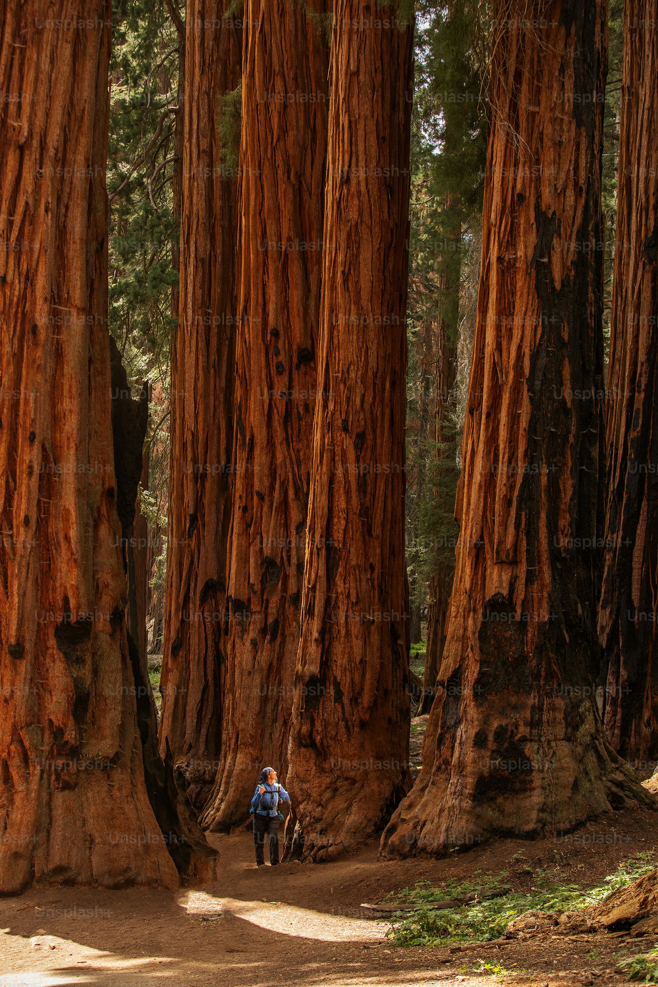 Une mère avec son bébé visite le parc national de Sequoia en Californie ...