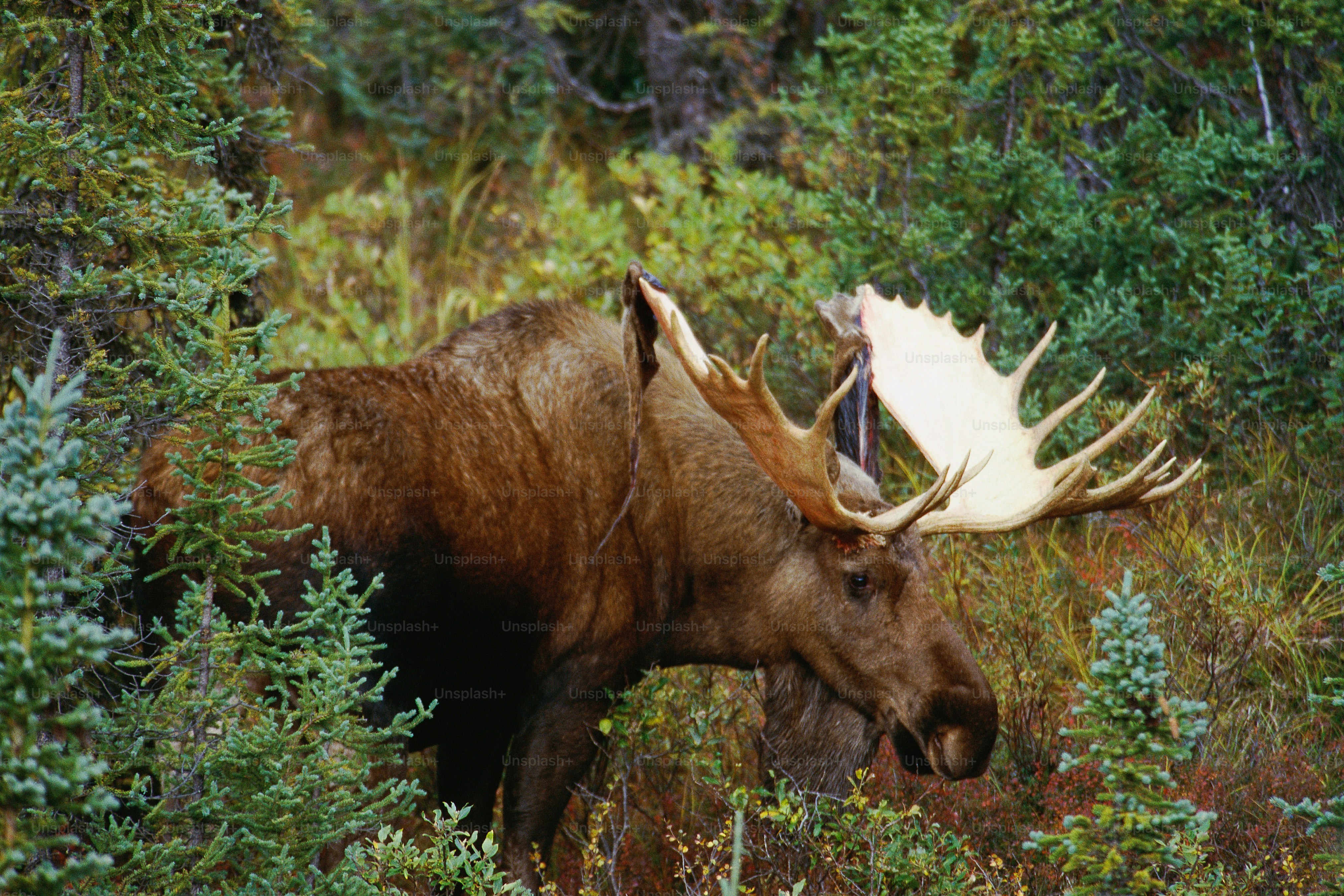 Un orignal avec de gros bois marchant dans une forêt photo – Image de ...