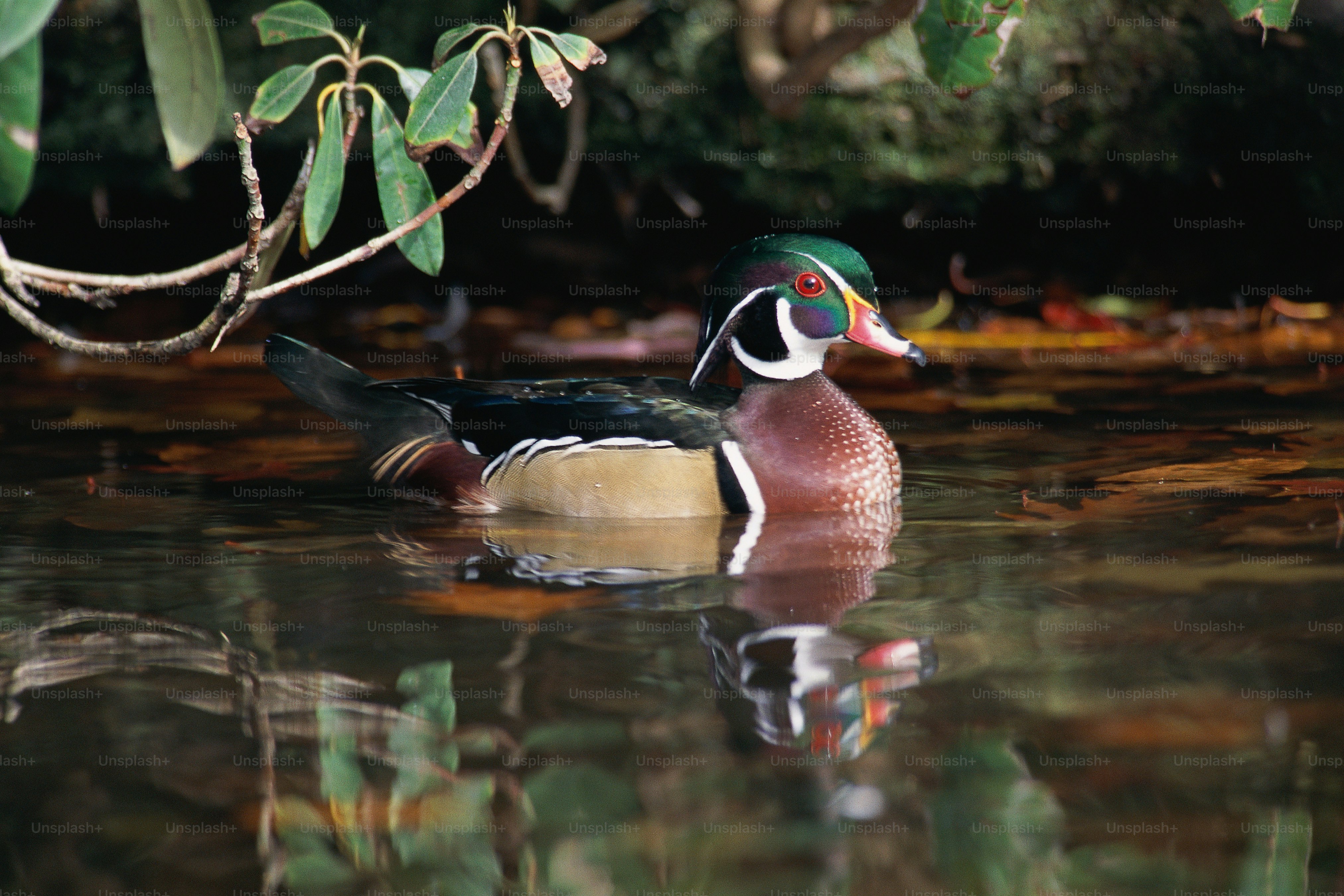 Foto Um pato está nadando na água perto de uma árvore – Imagem de ...