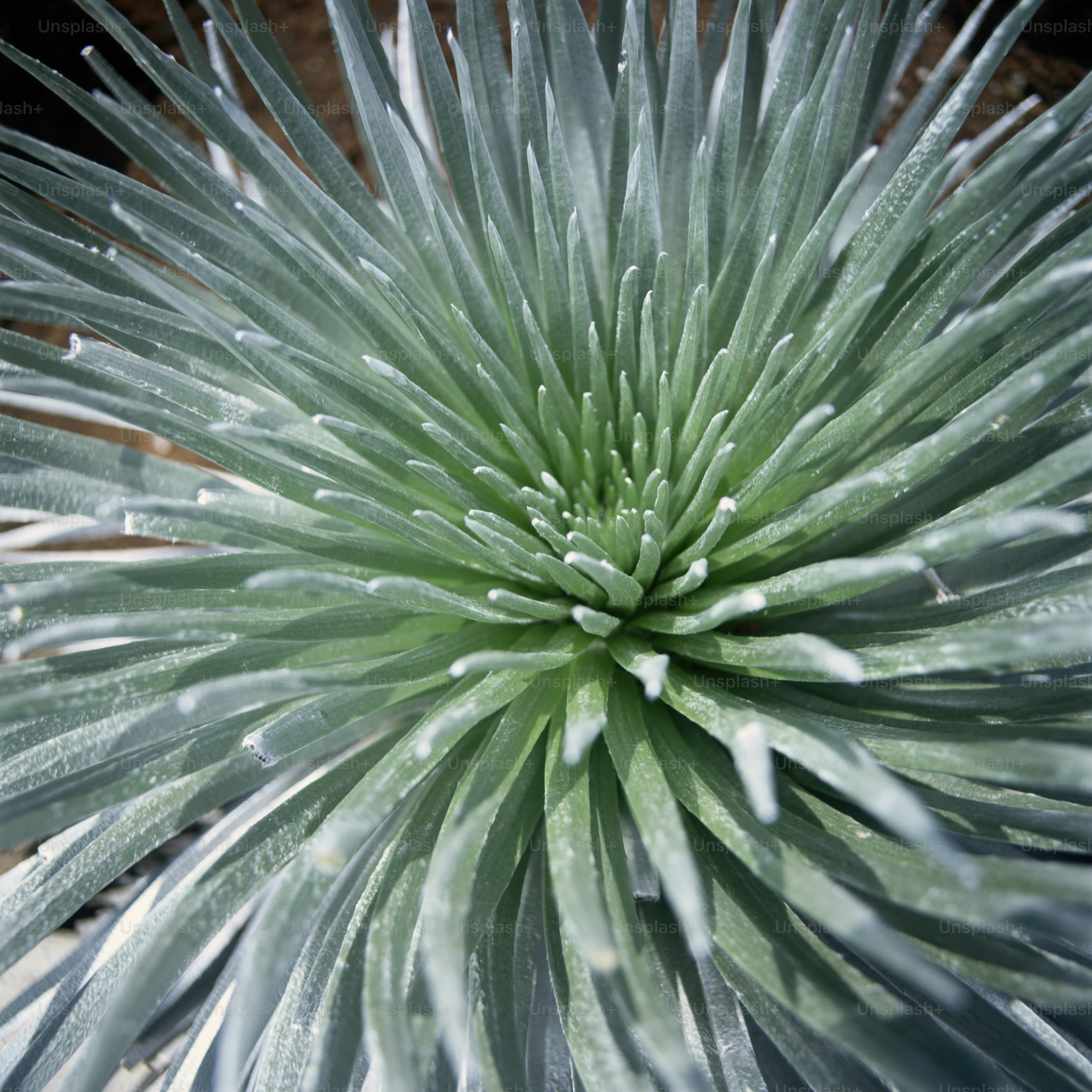 Foto Un primer plano de una planta verde con gotas de agua sobre ella ...