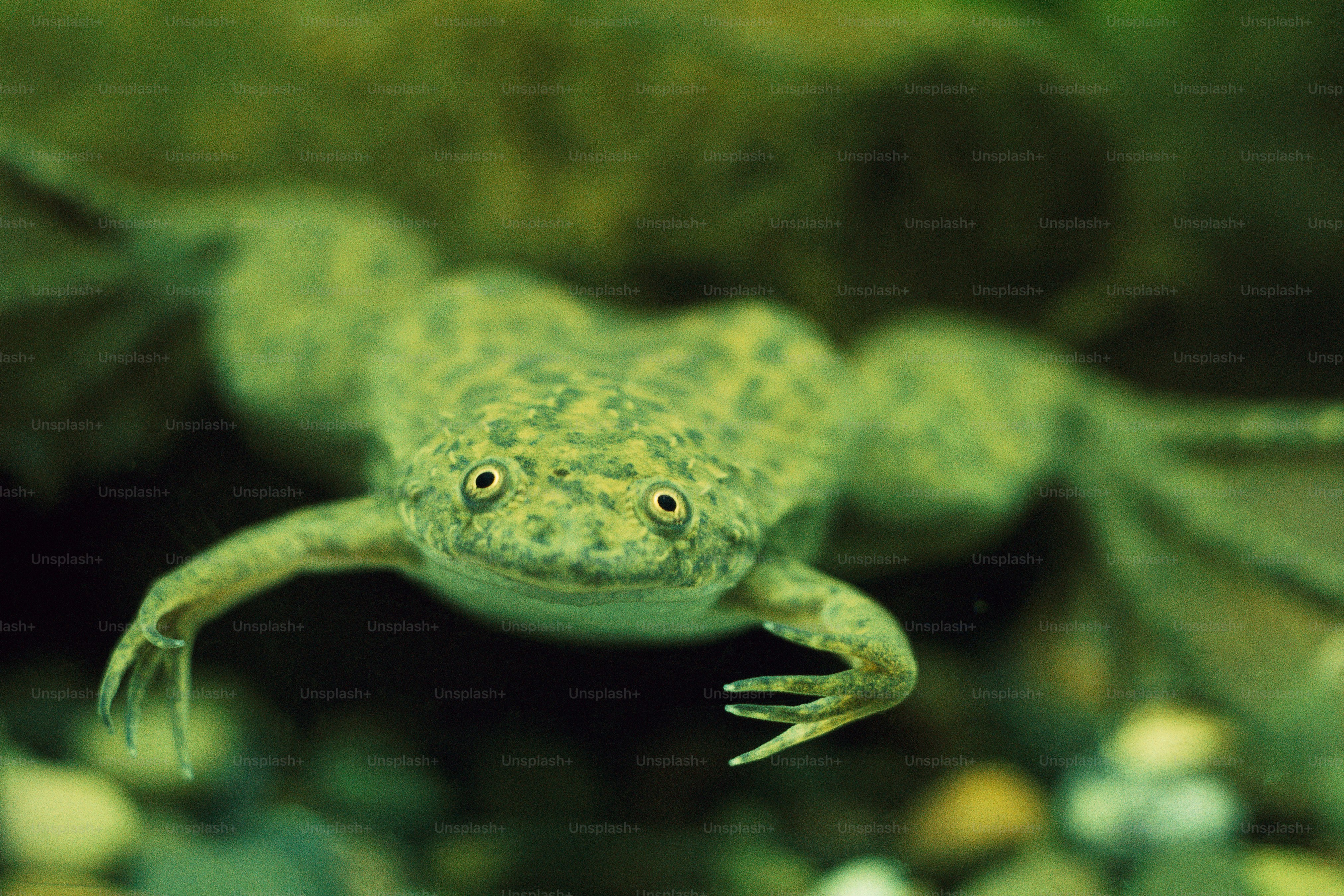 A close up of a frog in an aquarium photo – Animal wildlife Image on ...