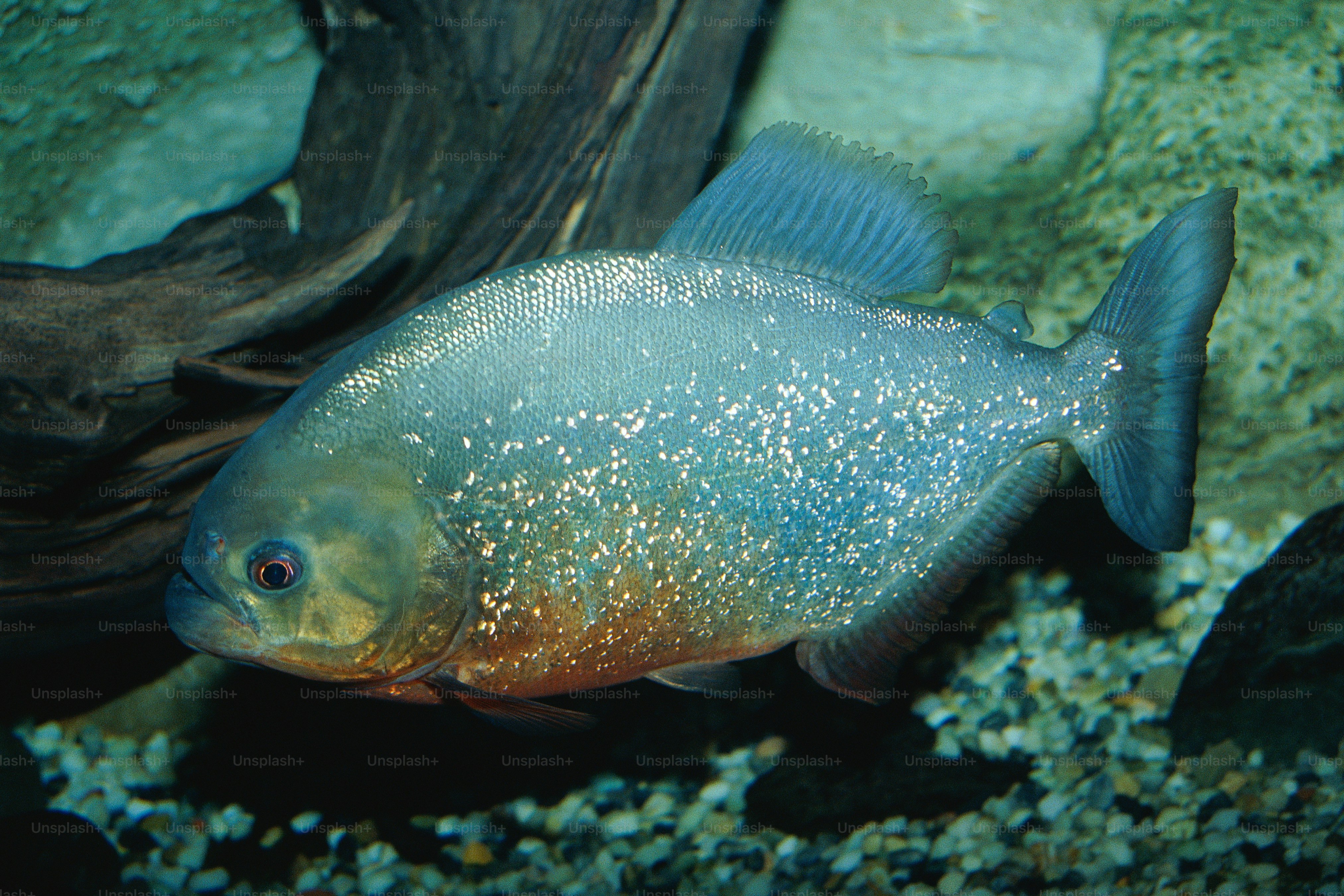 Foto zum Thema Ein Fisch, der in einem Wasser schwimmt – Bild zu Fisch ...