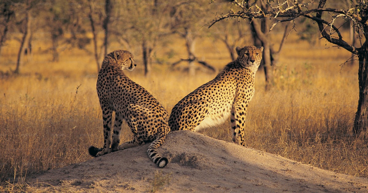 Deux guépards assis au sommet d’un monticule de terre photo – Guépard ... Deux guépards assis au sommet d’un monticule de terre photo – Guépard ...