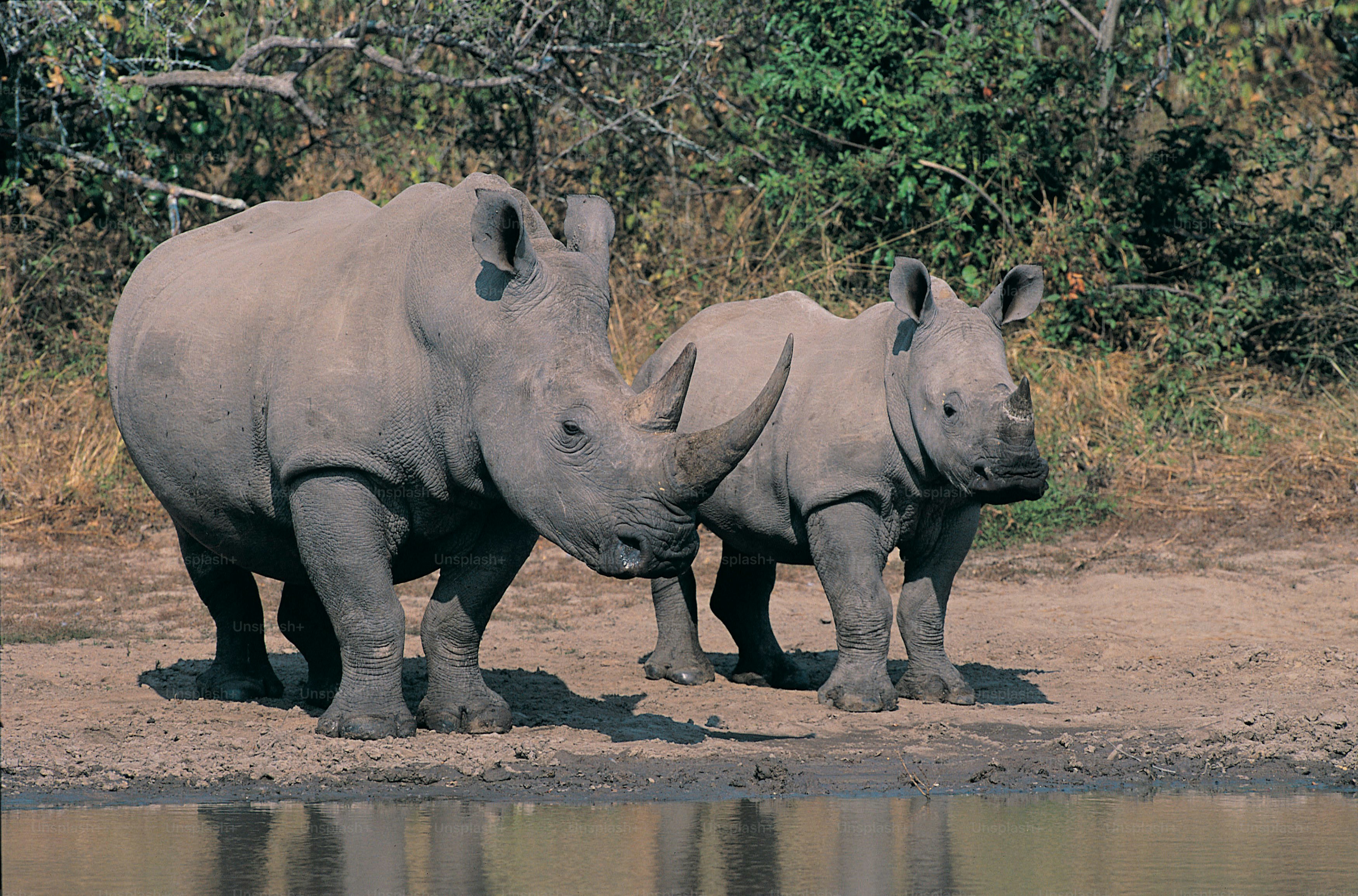 500+ Rhino Pictures [HD] | Download Free Images on Unsplash