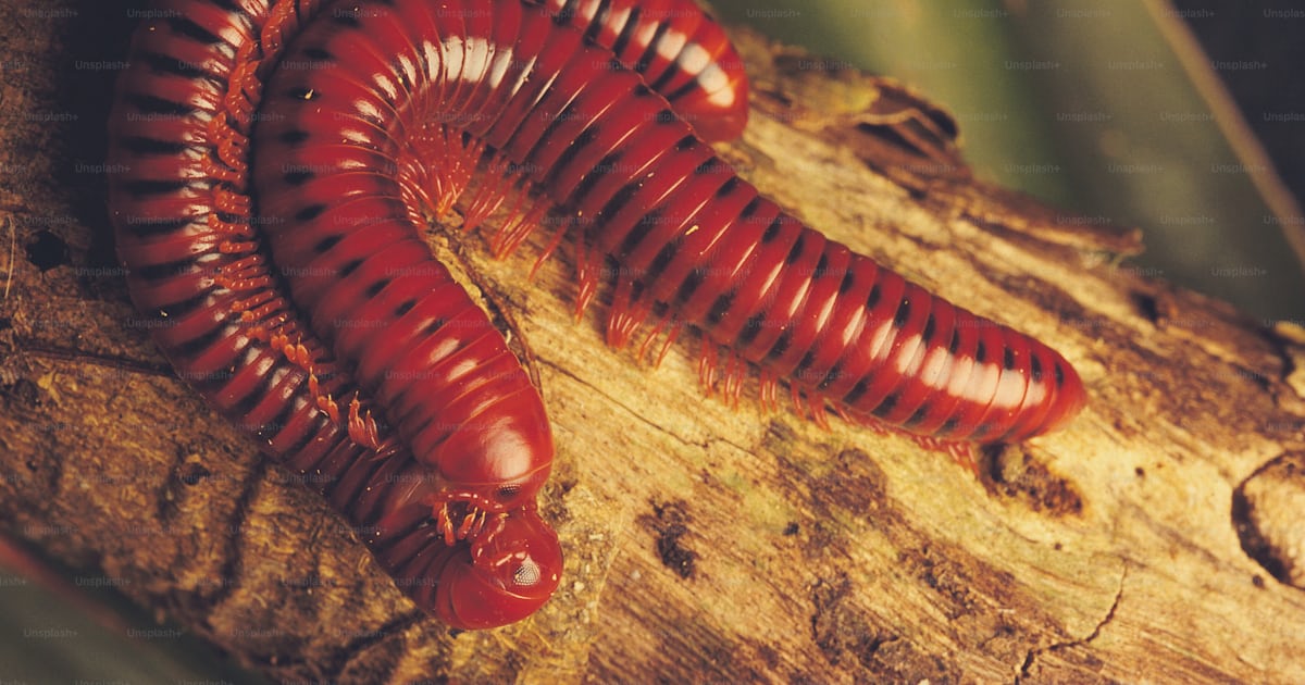 Millipedes Mating South Africa Photo Worms Image On Unsplash