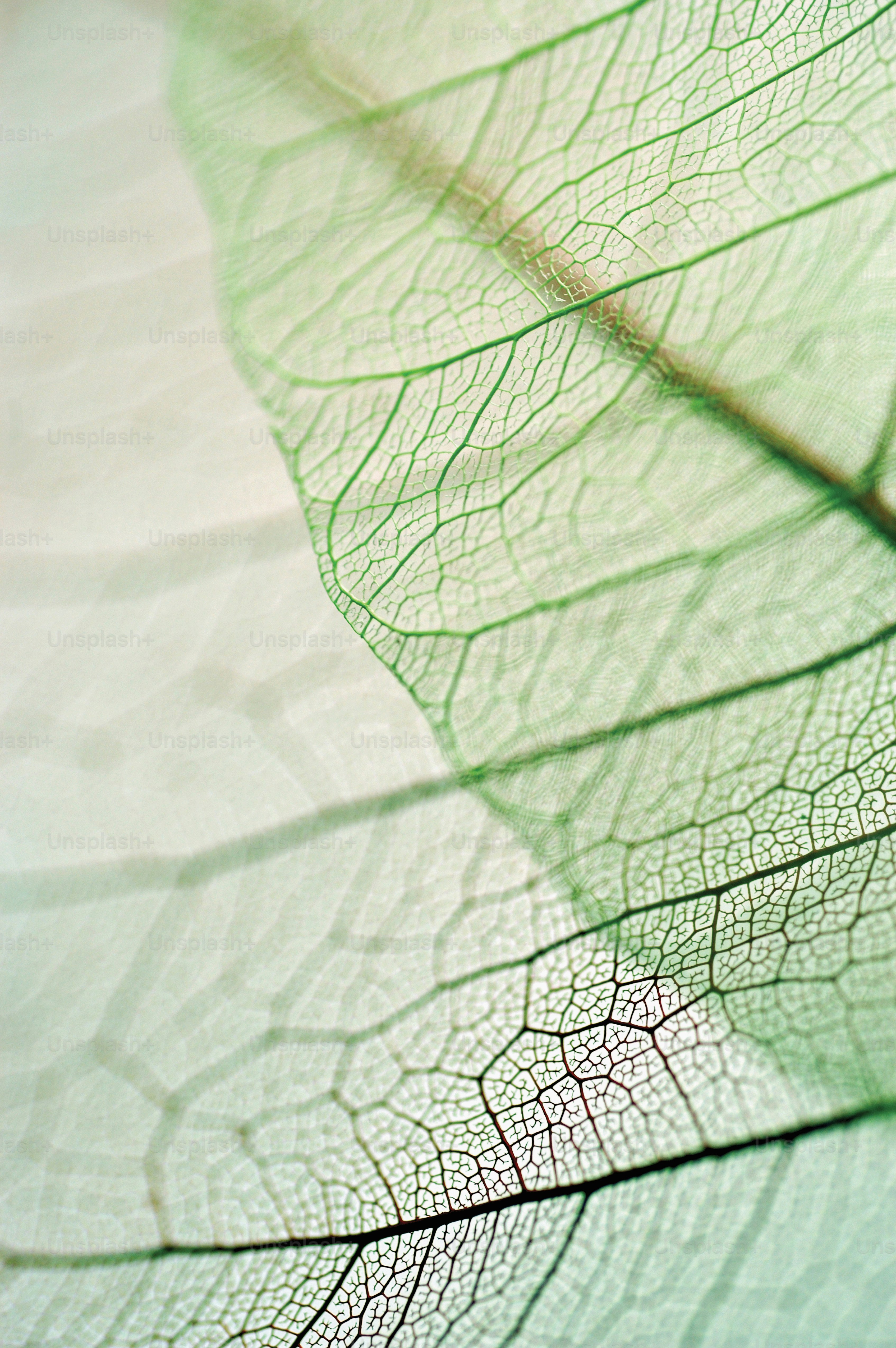 A close up view of a leaf's vein photo – Pattern Image on Unsplash