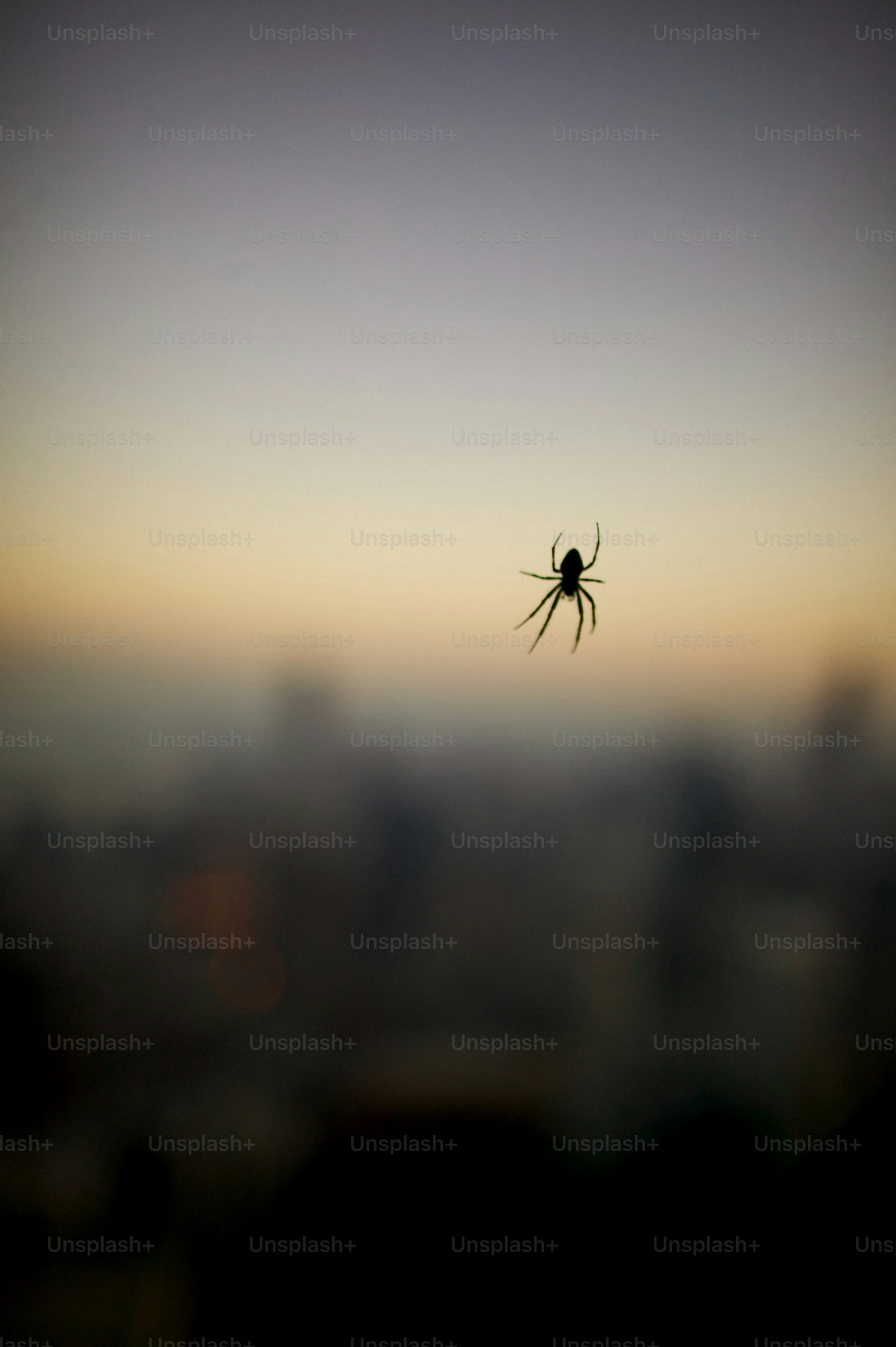 350+ [HQ] Spider Pictures | Download Free Images on Unsplash