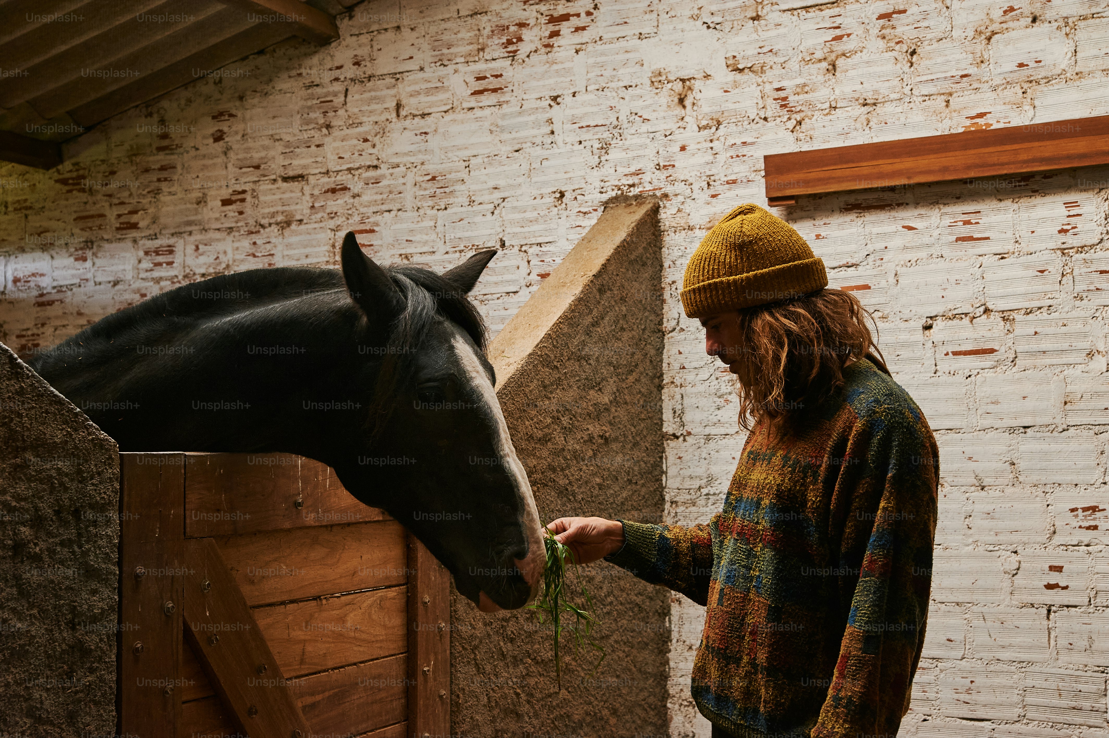Girl Feeding Her Horse