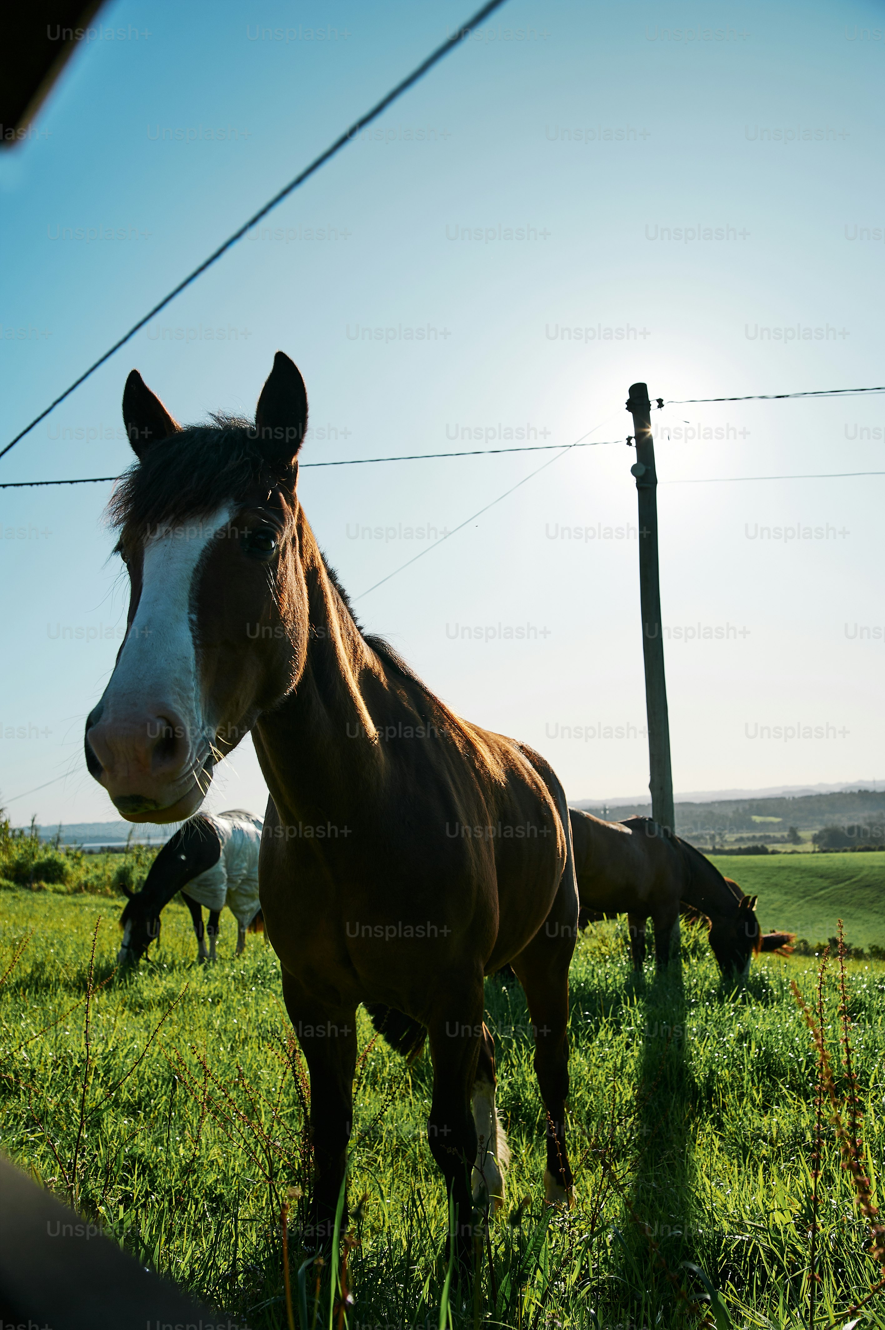 Un cheval brun debout au sommet d’un champ verdoyant photo – Cheval ...
