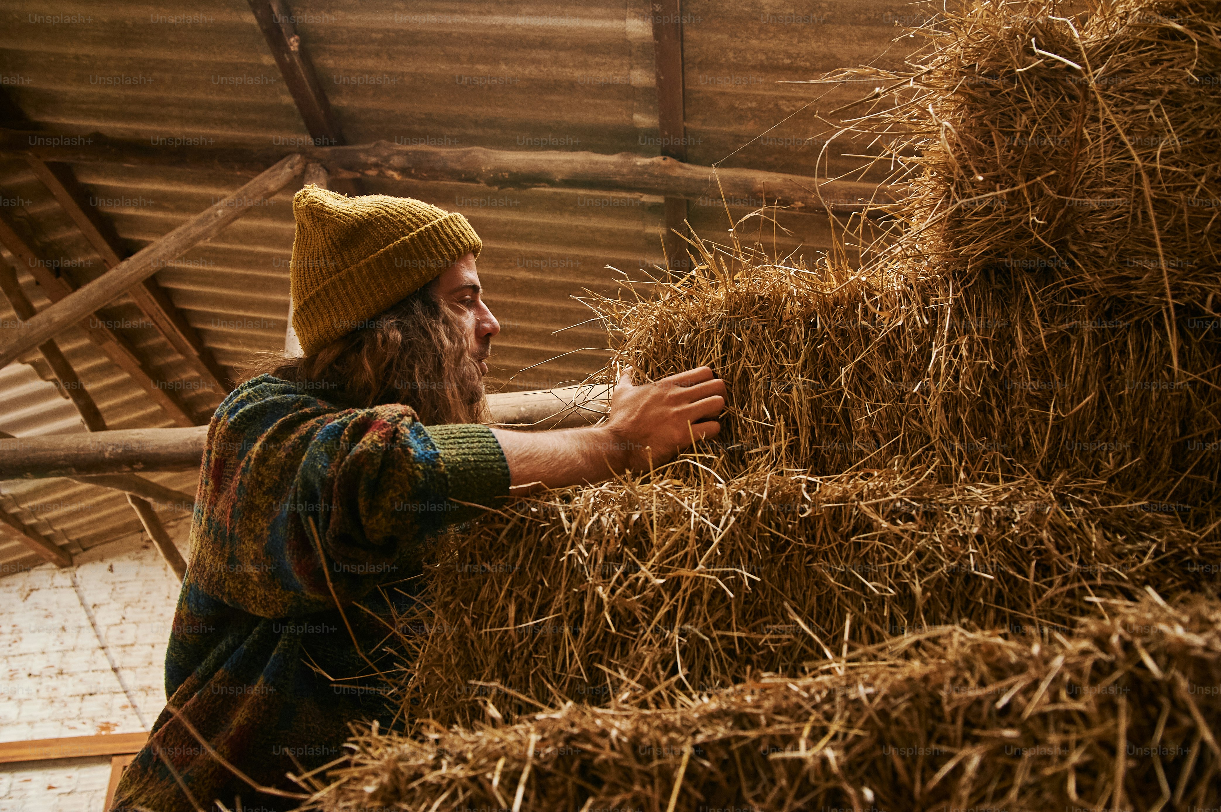 A man with long hair and a beard is holding a bale of hay photo ...