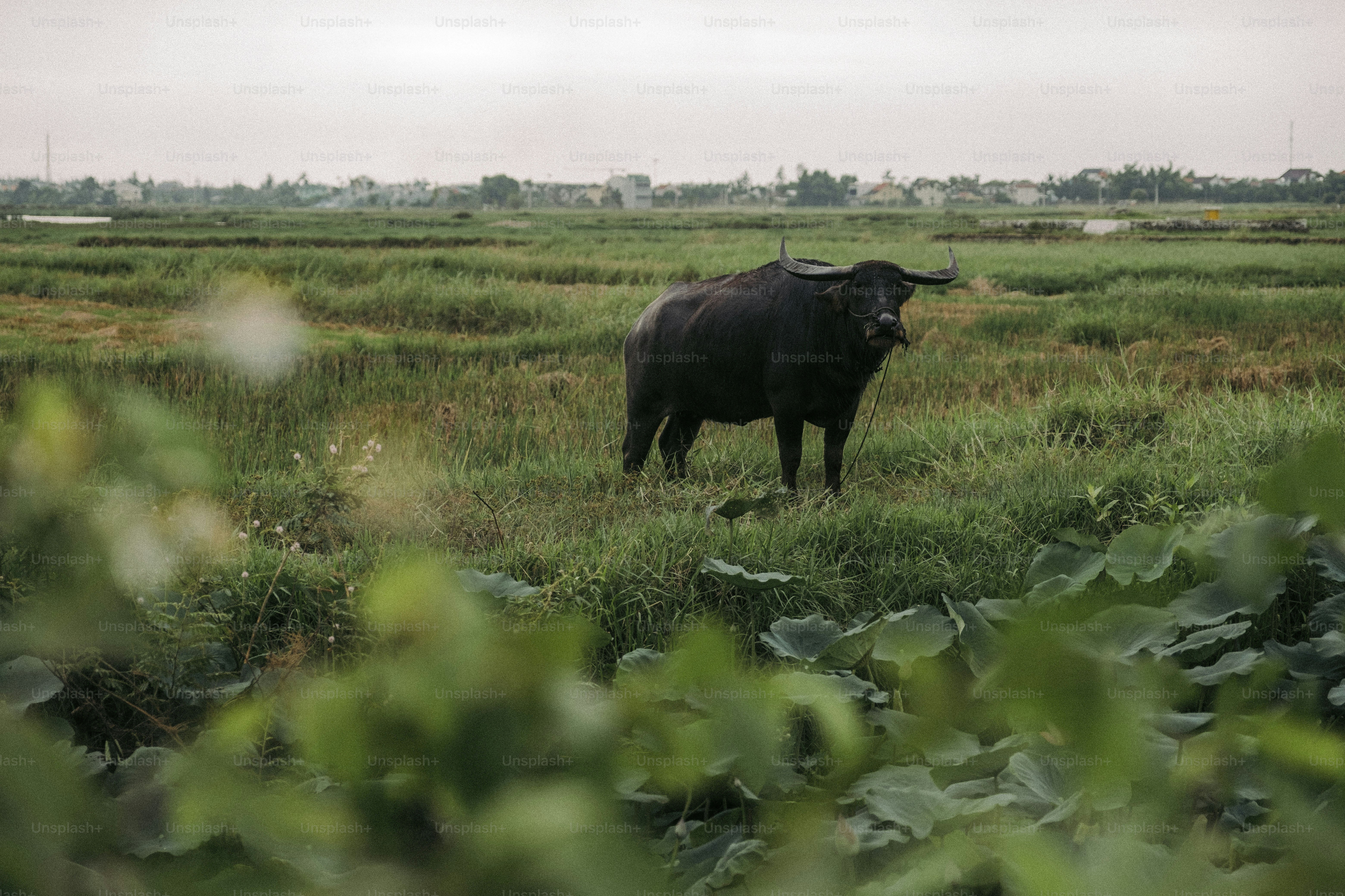 A bull standing in a field of grass photo – Farm Image on Unsplash