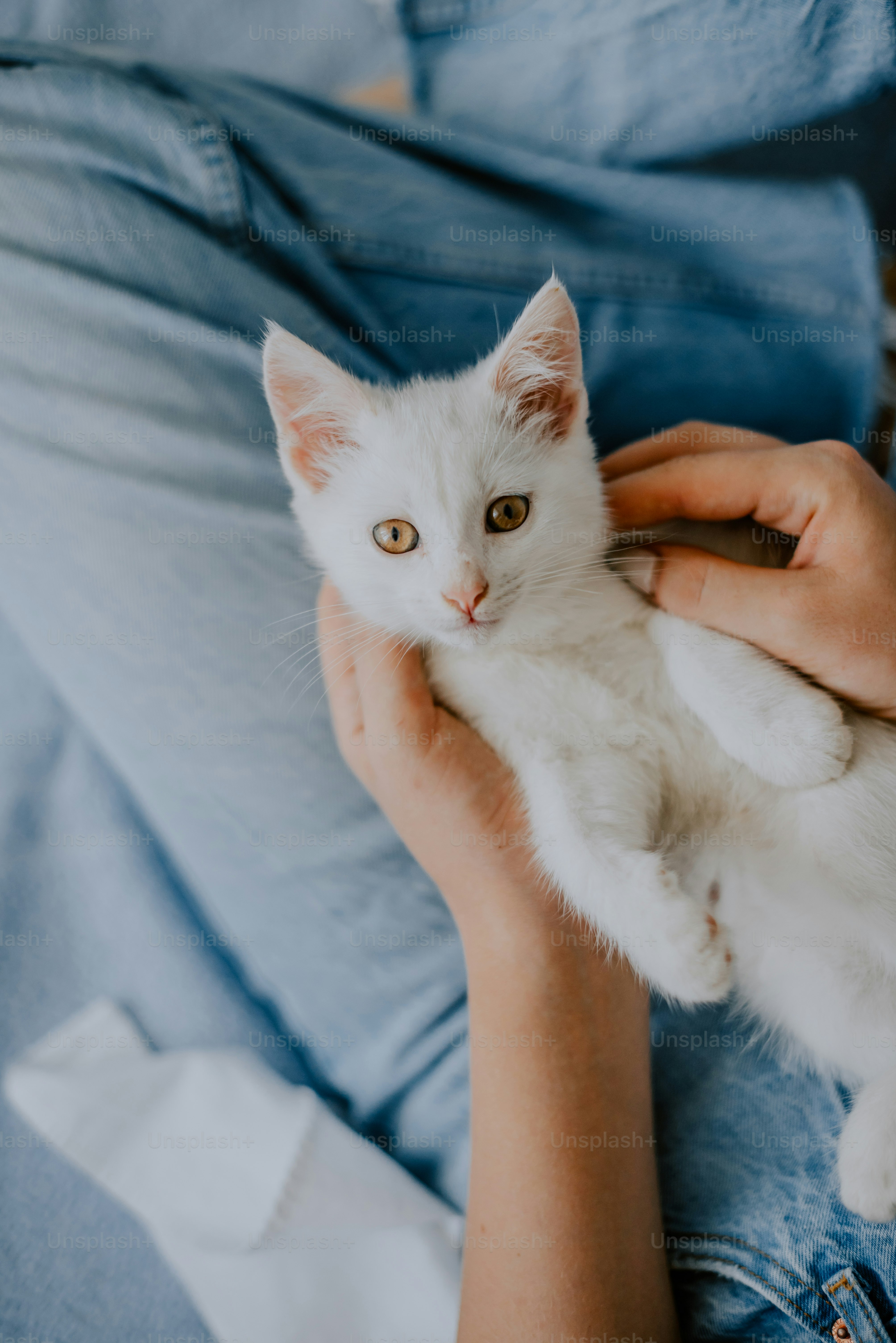 A person holding a white cat in their hands photo – Pets at home Image ...