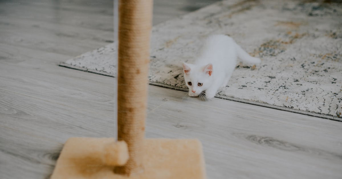 나무 바닥을 가로질러 걷는 작은 흰 고양이 사진 Unsplash의 고양이 이미지
