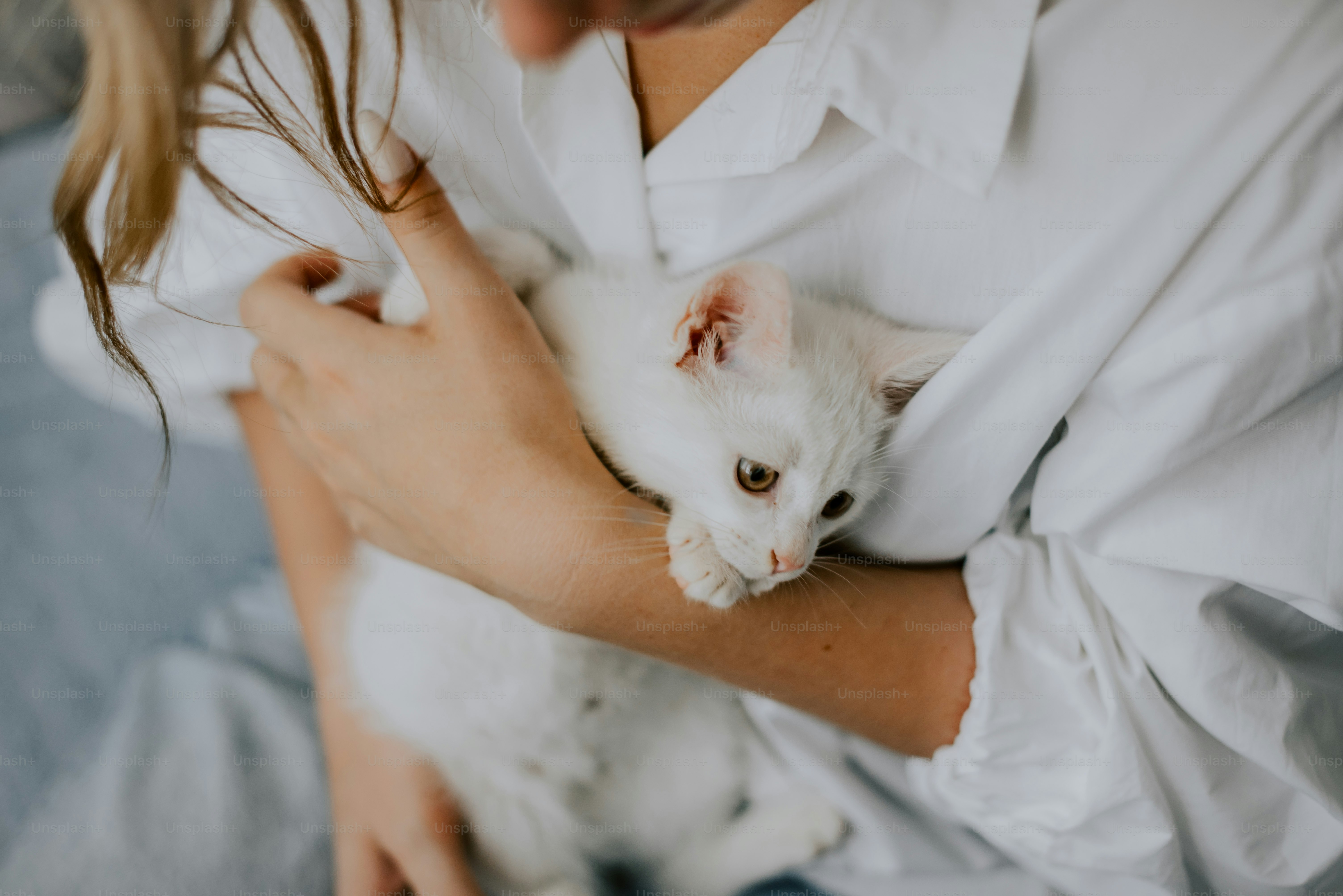 Une femme tenant un chat blanc dans ses bras photo – Chat Photo sur ...
