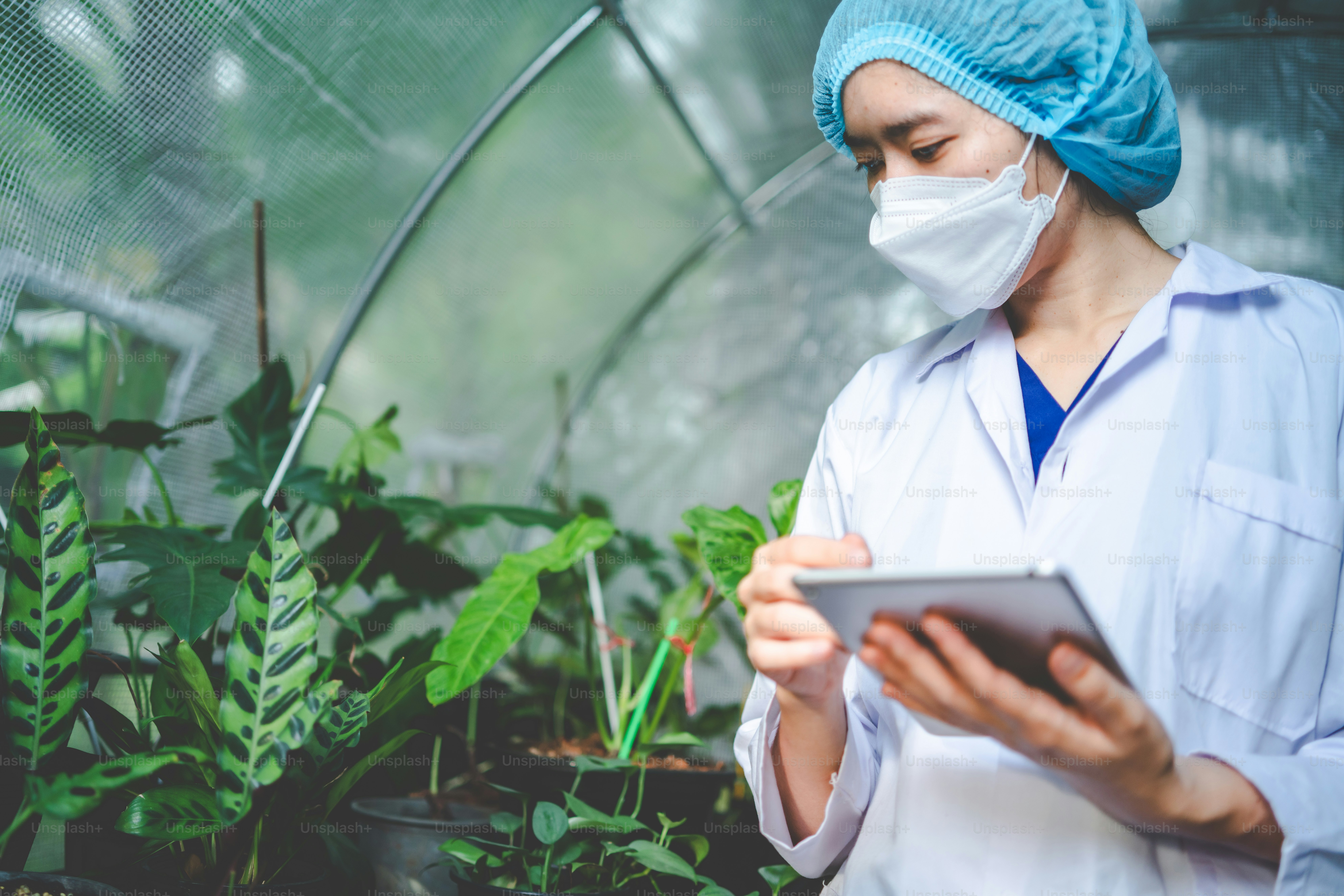 Woman botanist working in greenhouse for gardening a agriculture plant ...