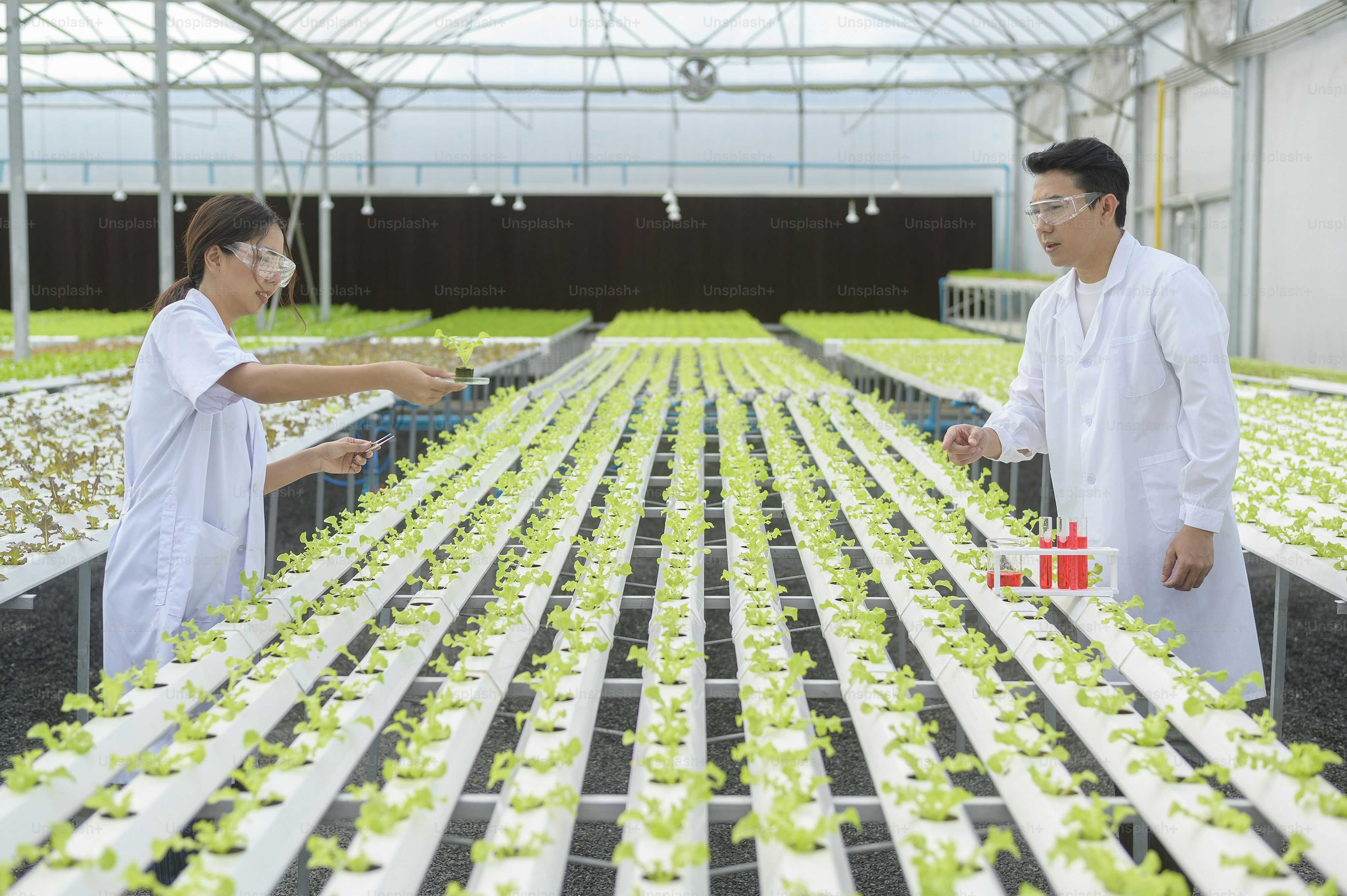 Scientist working in hydroponic greenhouse farm, clean food and food ...