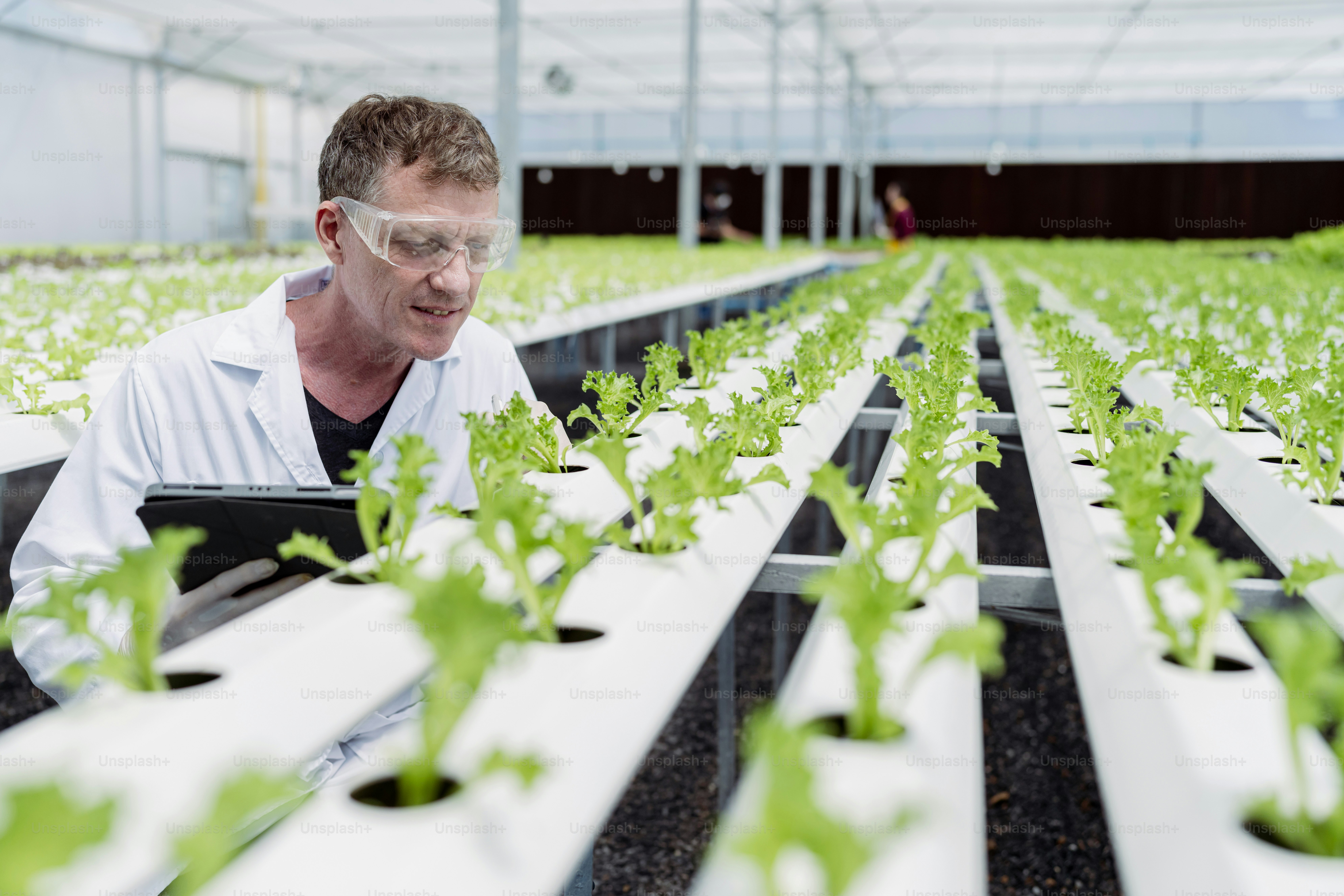 Caucasian male botany scientist observes about growing organic arugula ...