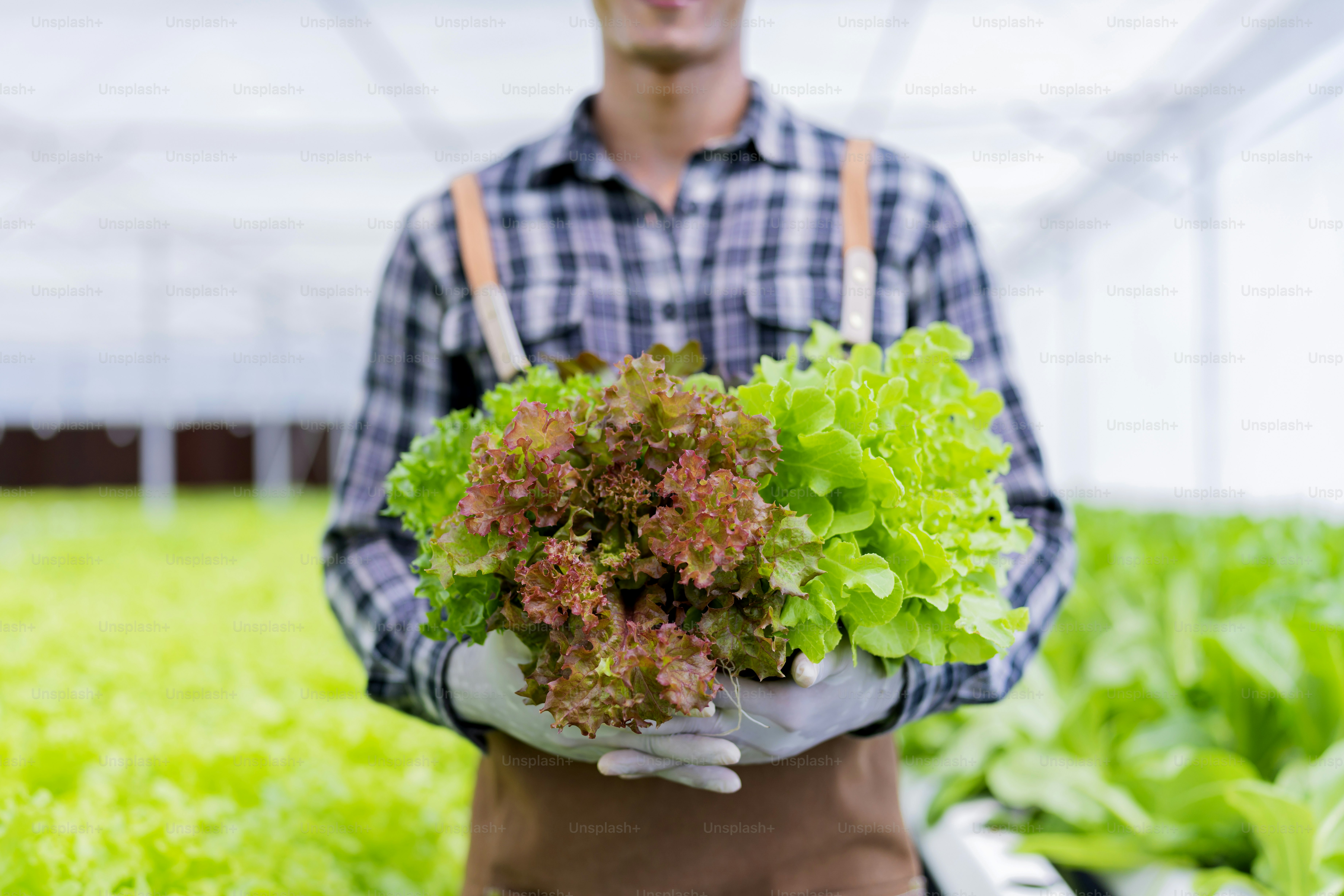 Asian small business owner greenhouse hydroponic farm business owner ...