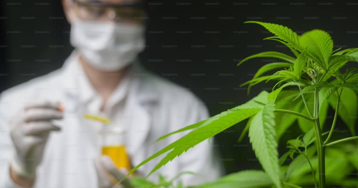 과학자가 실험실에서 Cbd 오일 비커를 들고 대마초 실험을 확인하고 분석하고 있습니다 사진 Unsplash의 Cbd 오일 이미지