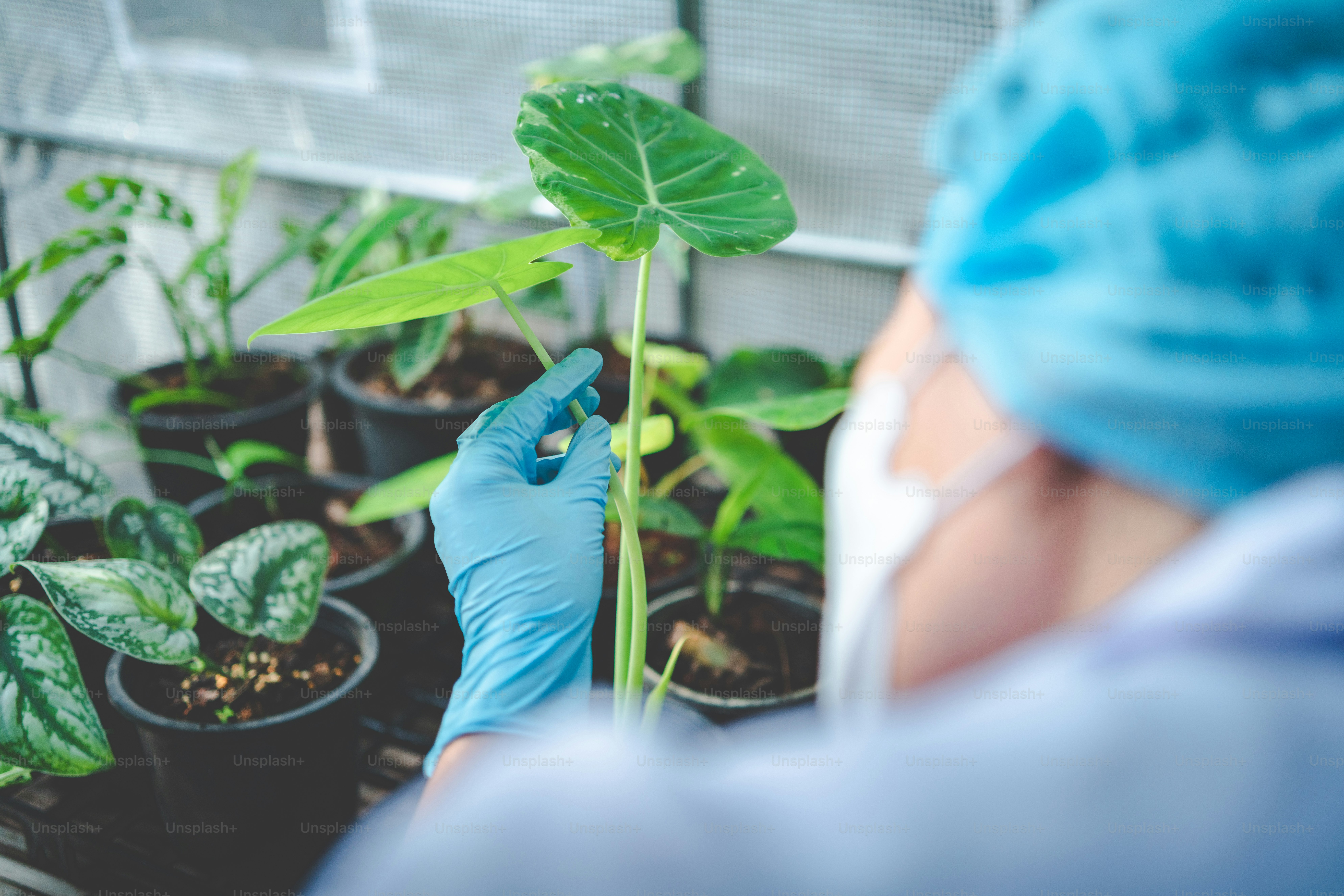Agriculture garden plant in modern greenhouse, nature flower in farm ...
