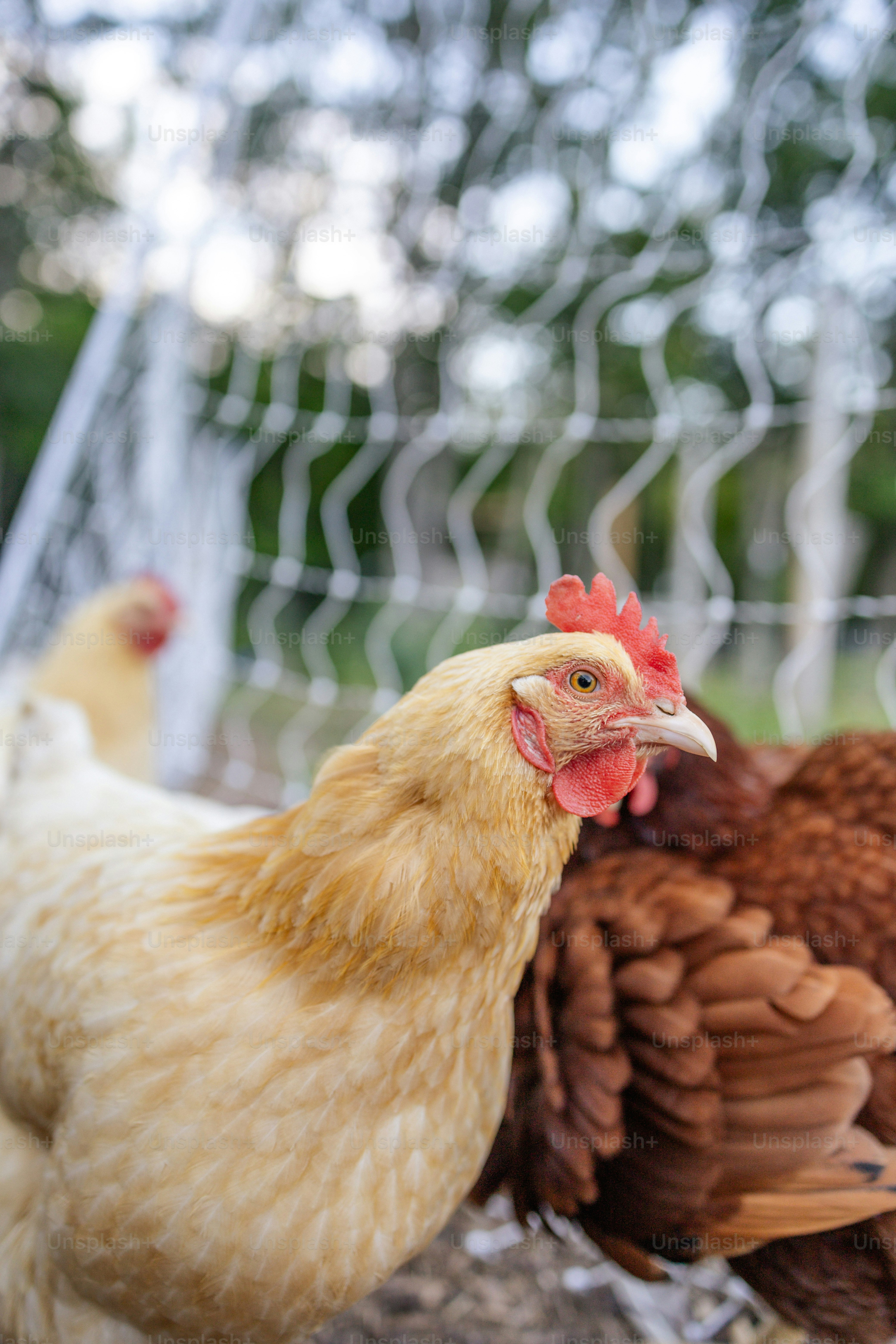 A group of chickens standing in front of a barn photo – Chicken Image ...