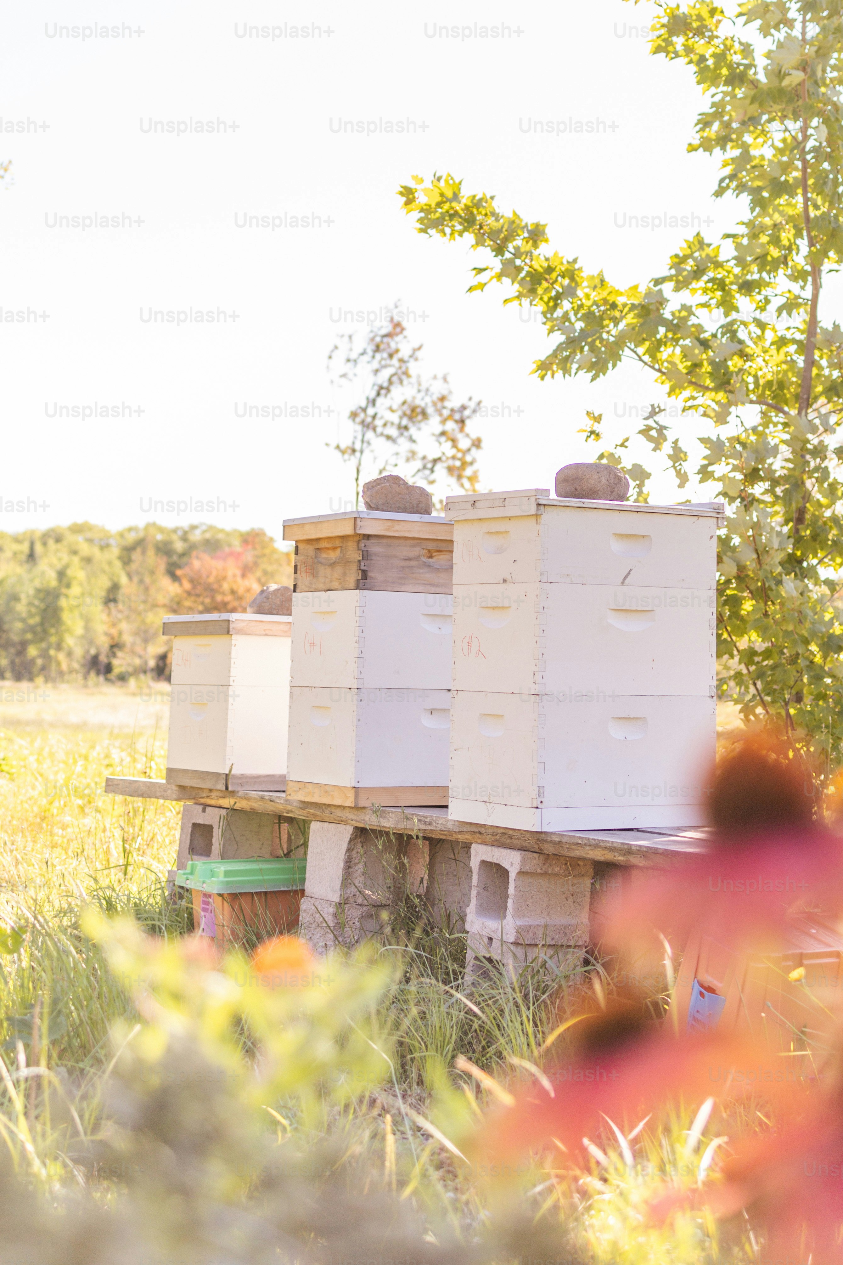 A bunch of beehives that are sitting in the grass photo – Bee hive ...