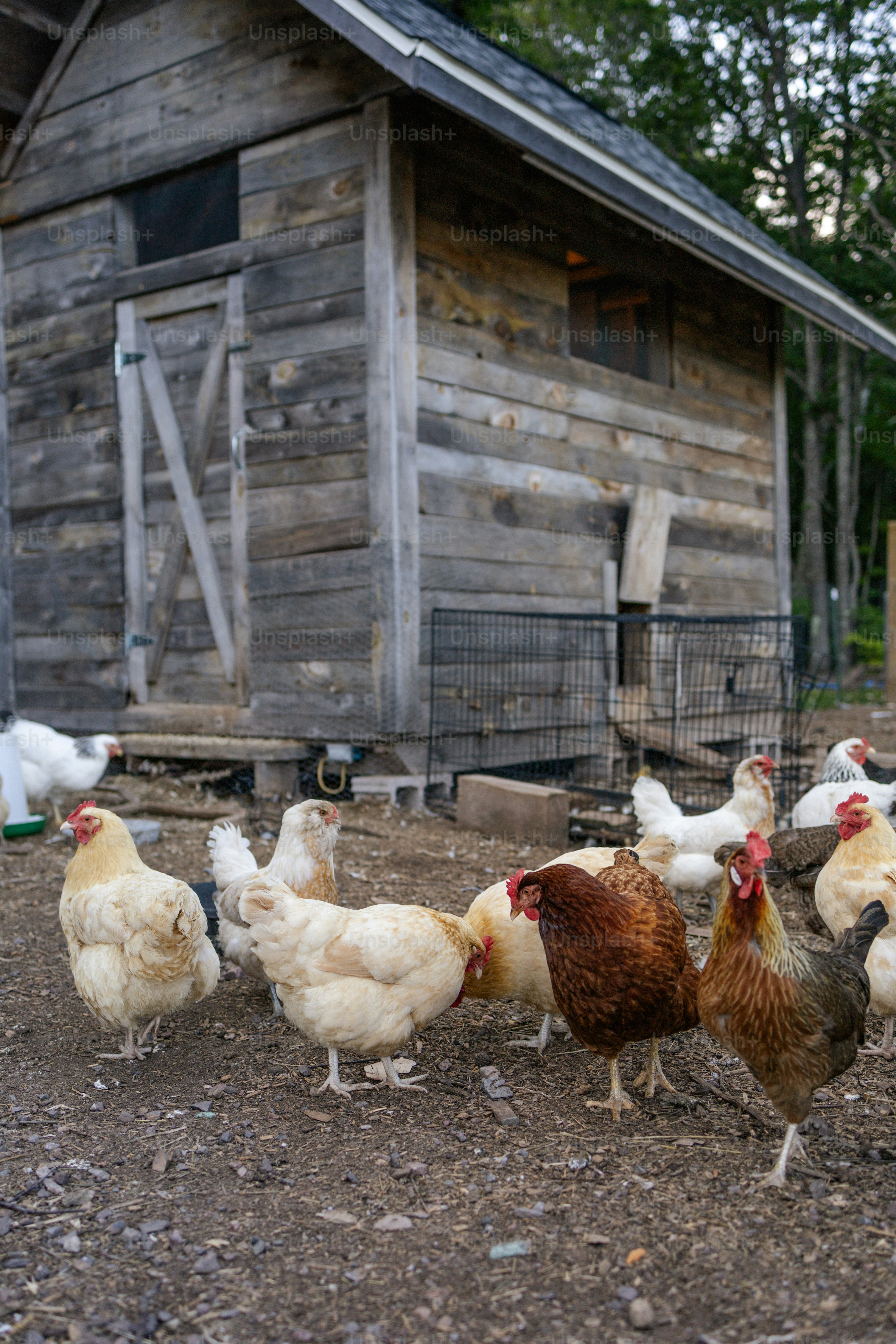 A group of chickens standing in front of a barn photo – Chicken Image ...