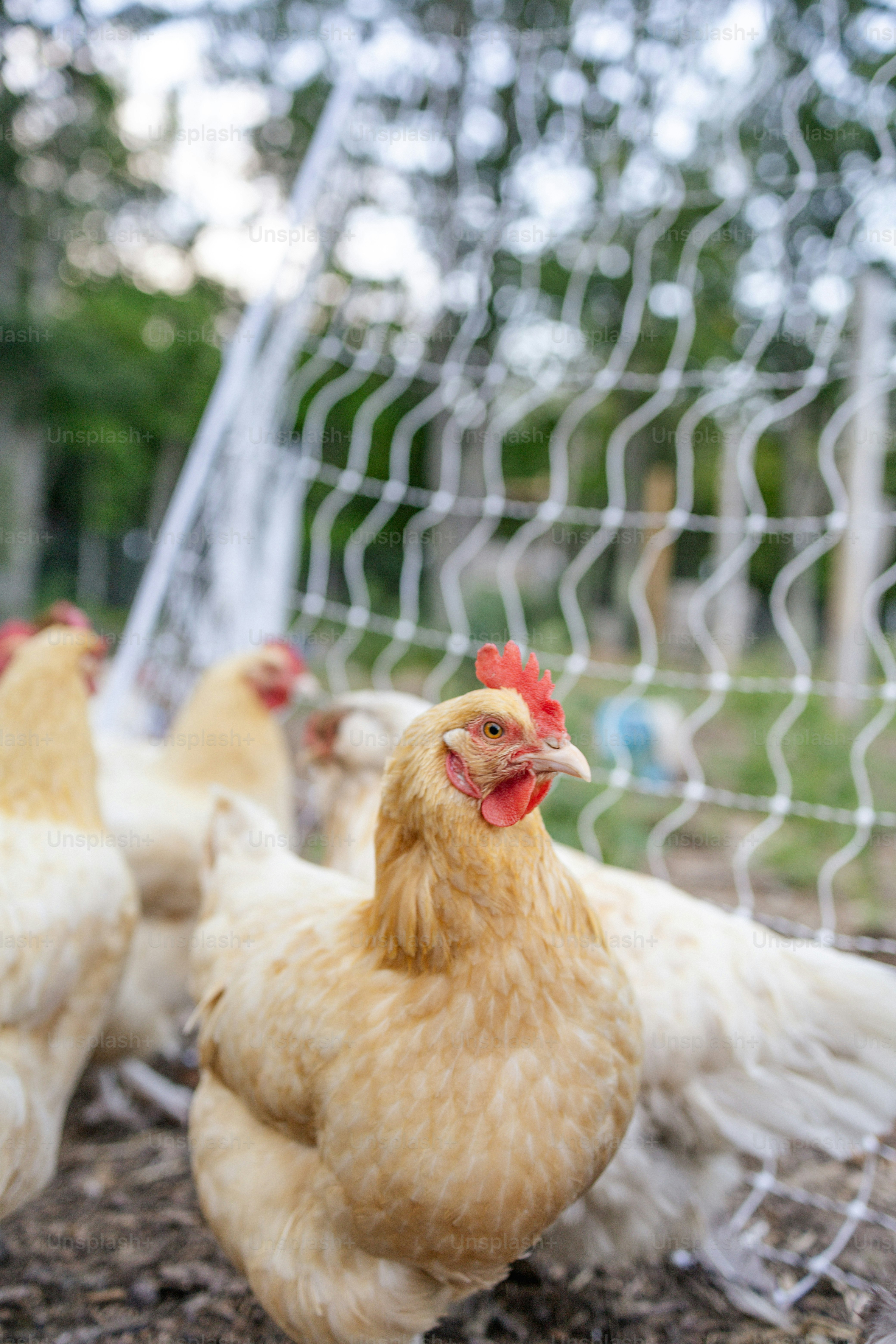 Un grupo de pollos parados uno al lado del otro foto – Imagen de Pollo ...
