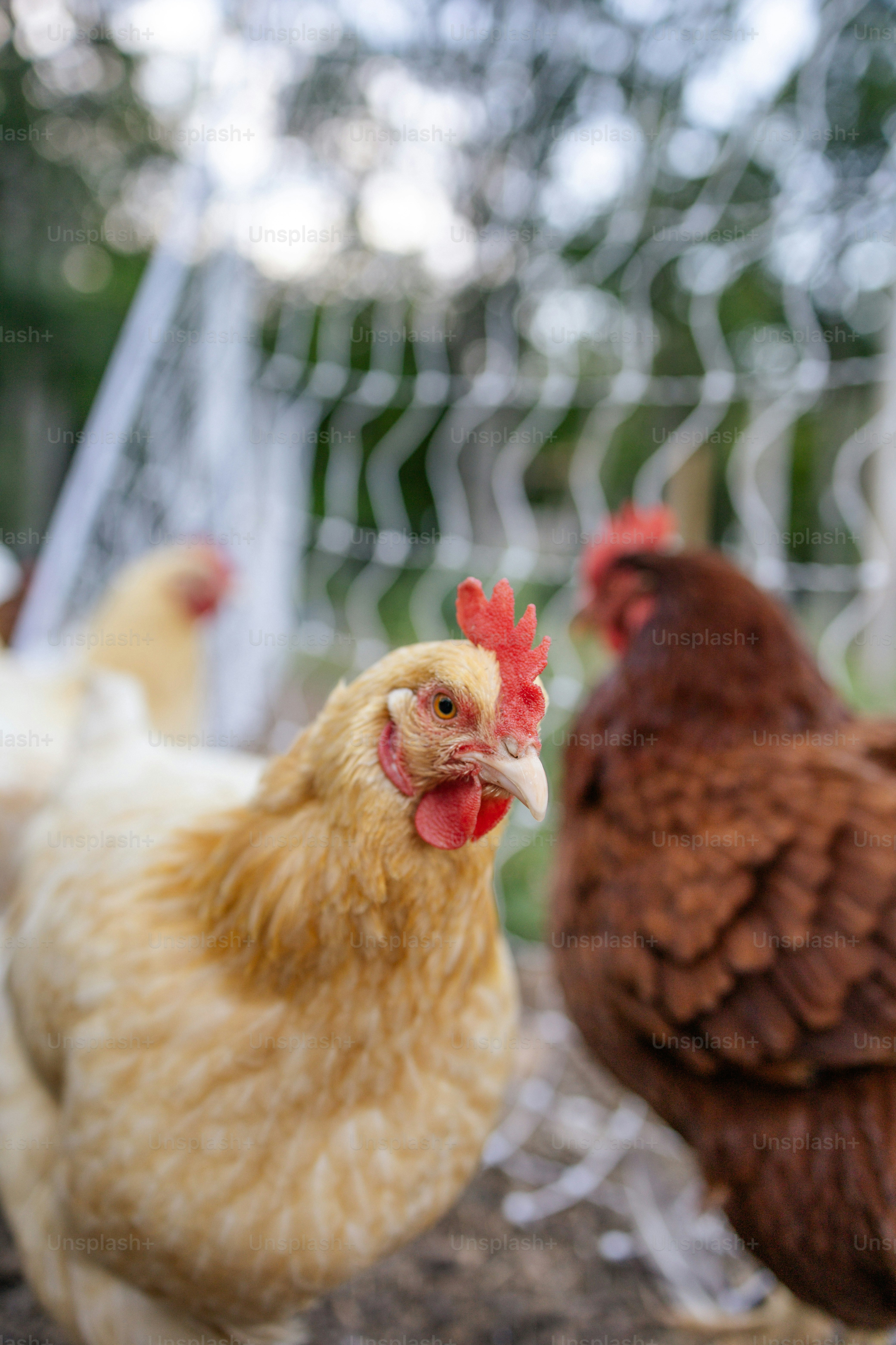 A group of chickens standing around in a fenced in area photo – Chicken ...