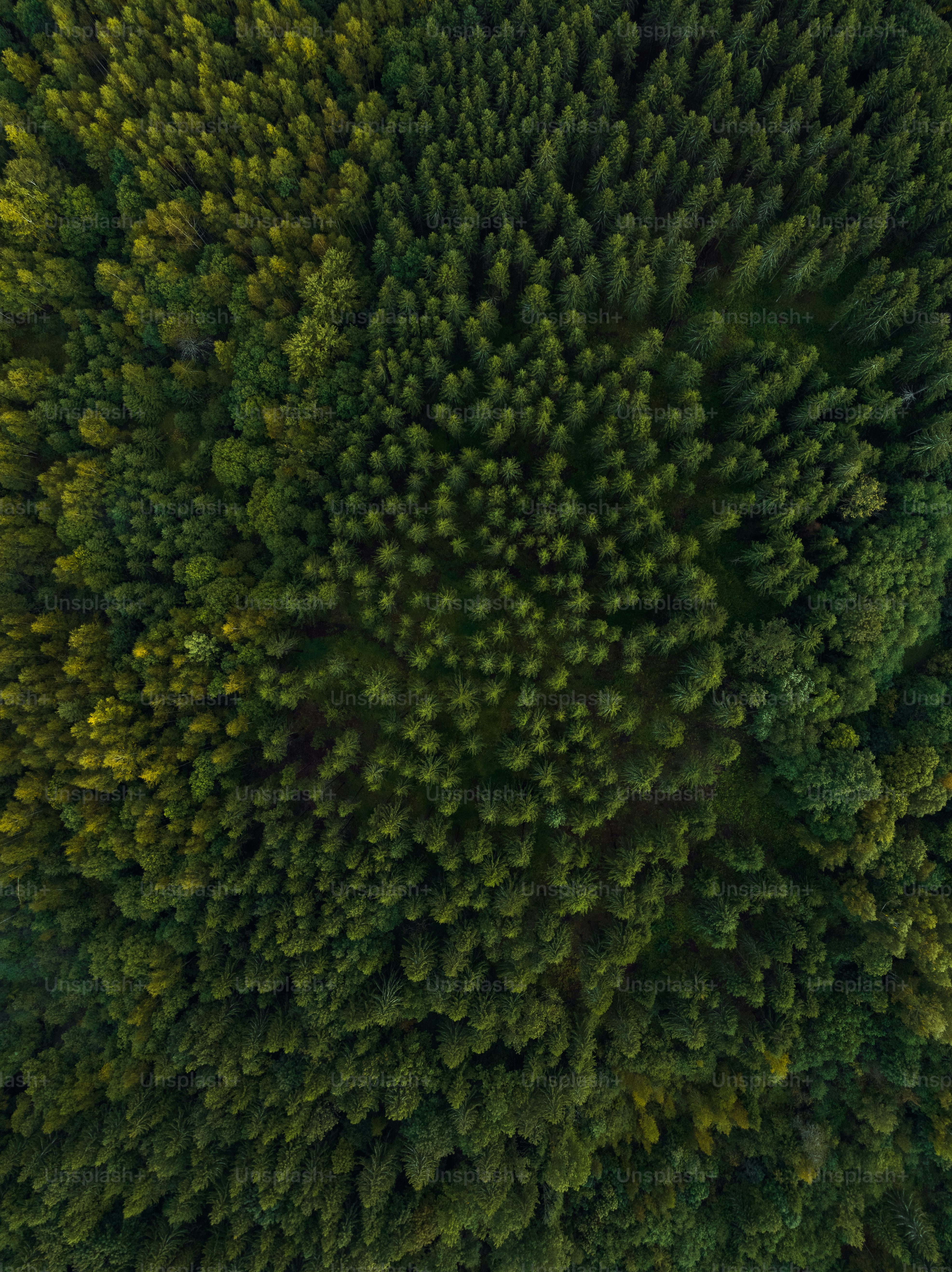 An aerial view of a forest with lots of trees photo – Treetops Image on ...