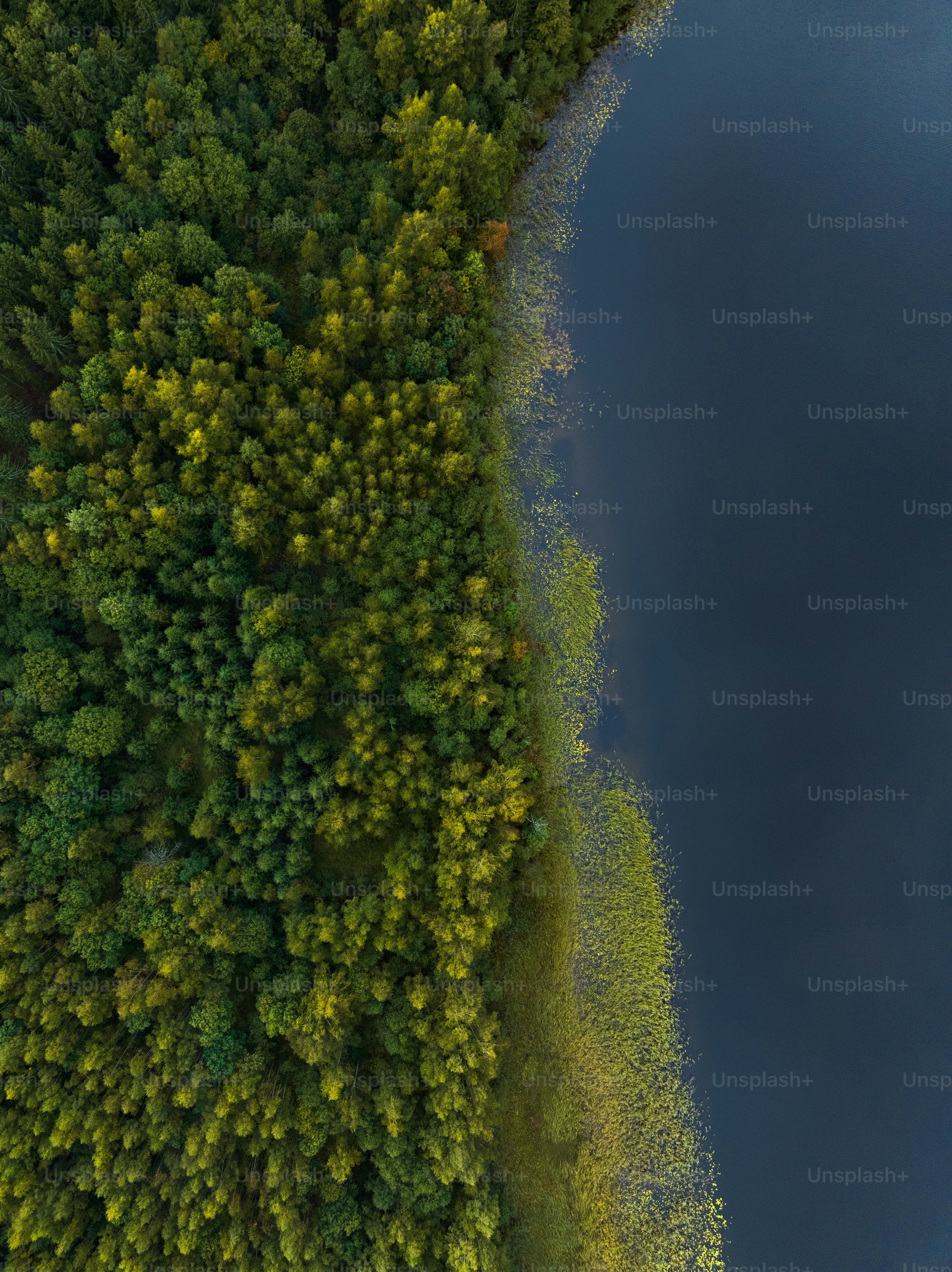 An aerial view of a forest with lots of trees photo – Treetops Image on ...