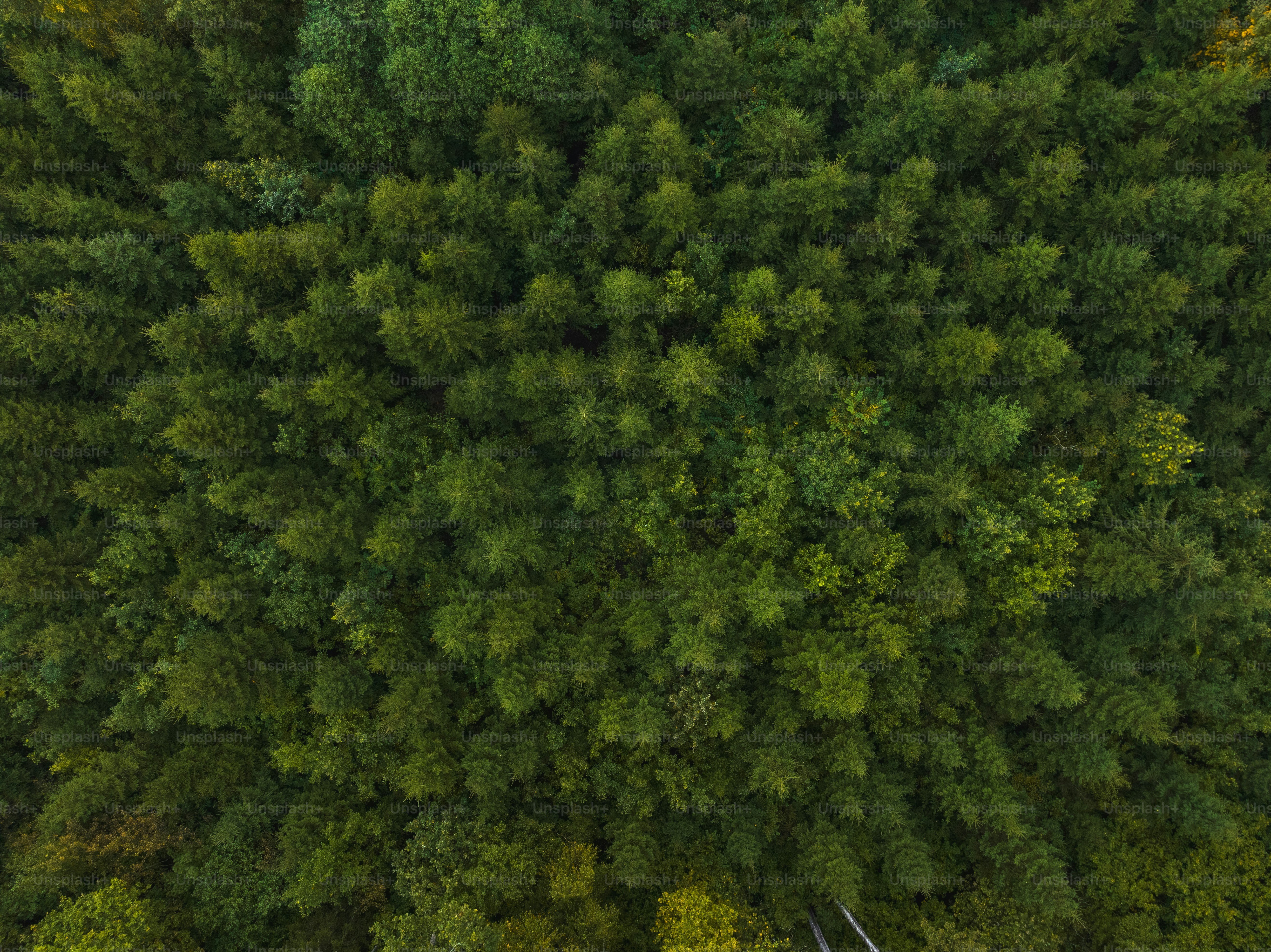 Tree Top View Pictures | Download Free Images on Unsplash