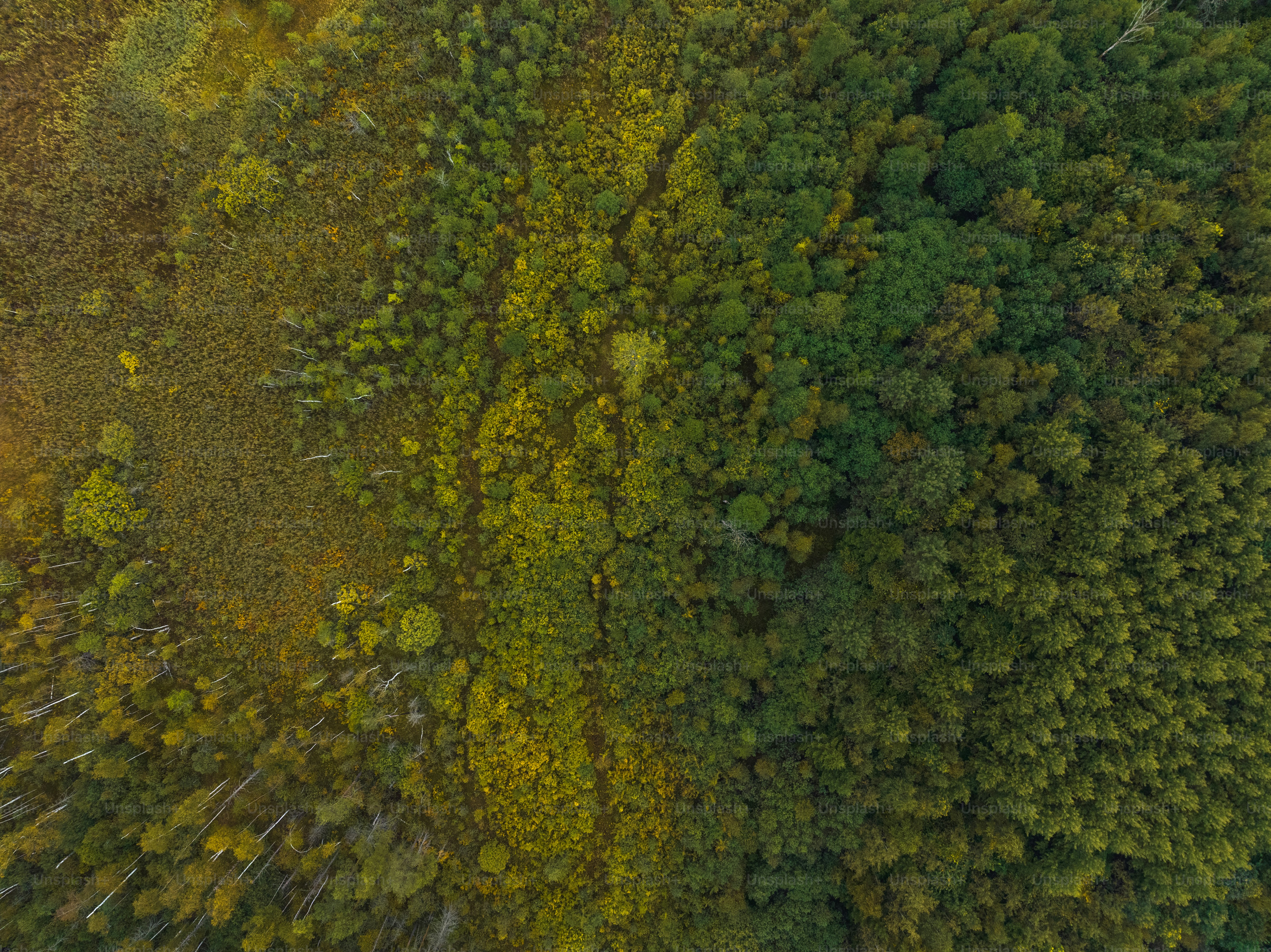 Une vue aérienne d’une forêt avec beaucoup d’arbres photo – Image de ...
