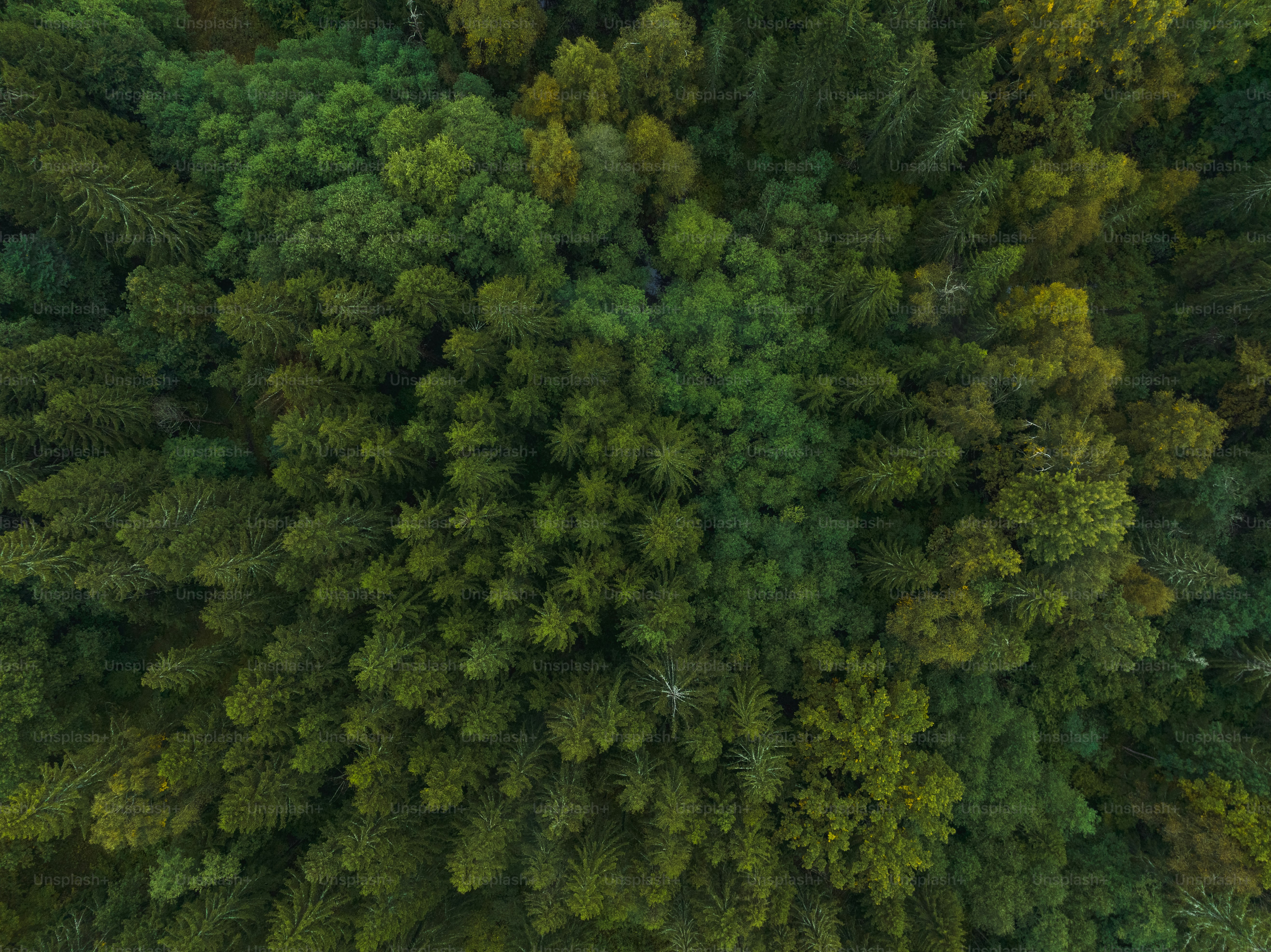 An aerial view of a forest with lots of trees photo – Nature Image on ...