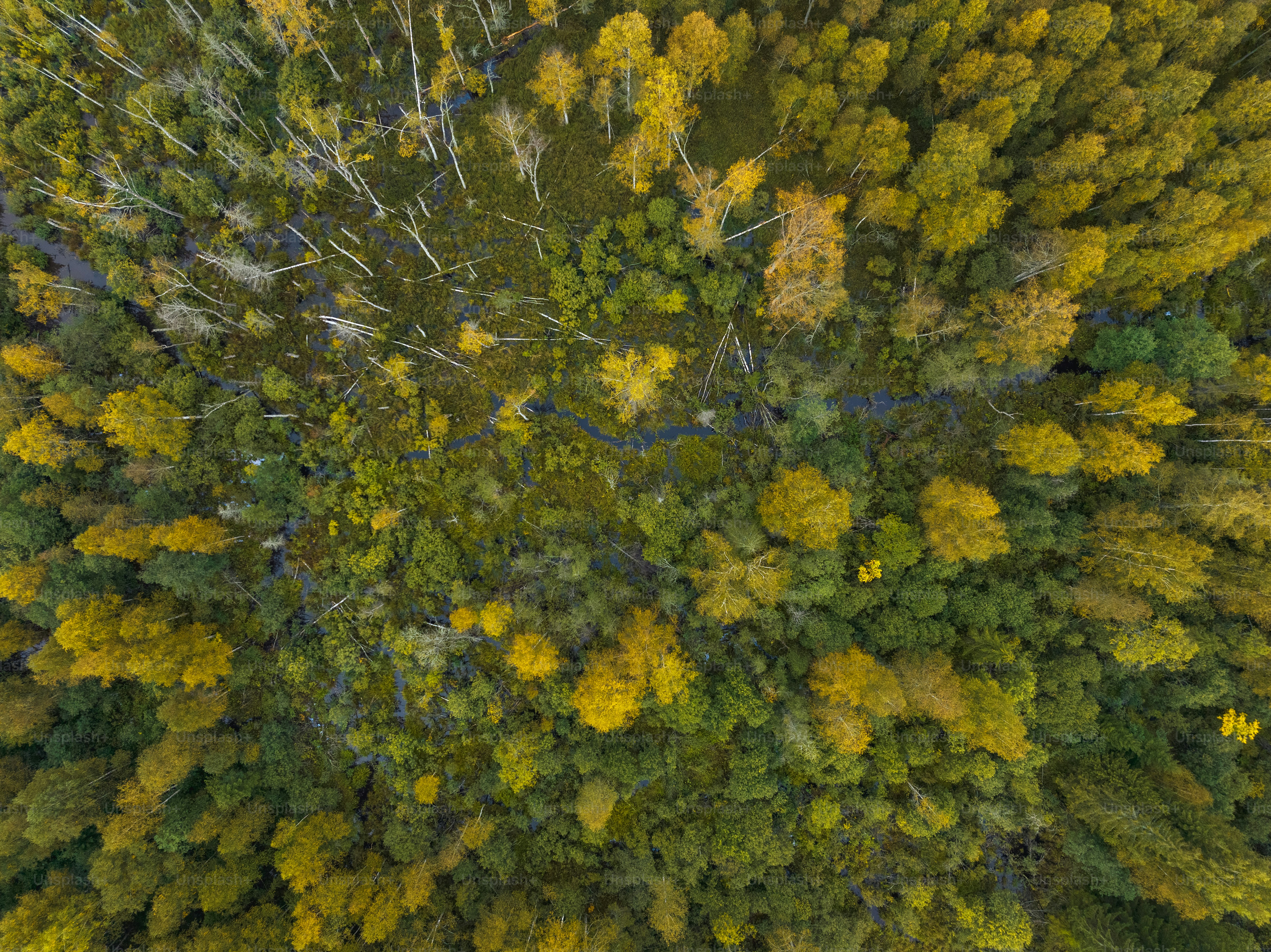 Forests Pictures | Download Free Images on Unsplash